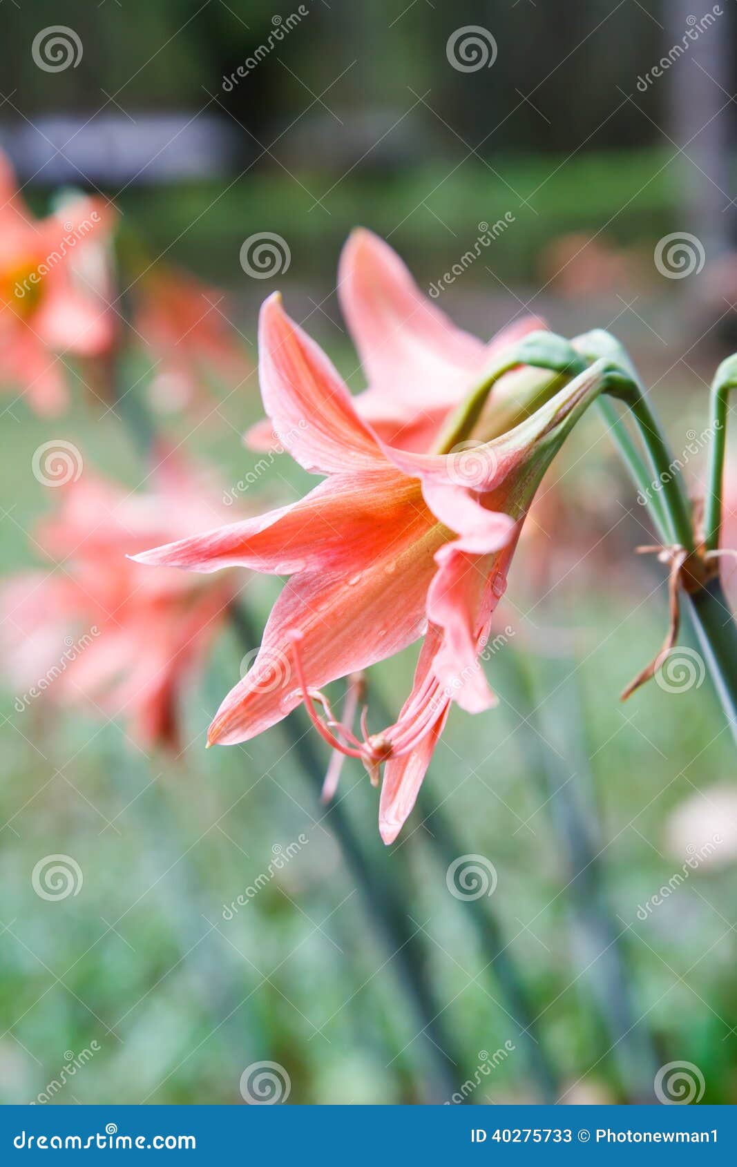 Hippeastrum flower stock image. Image of tropical, amaryllis - 40275733