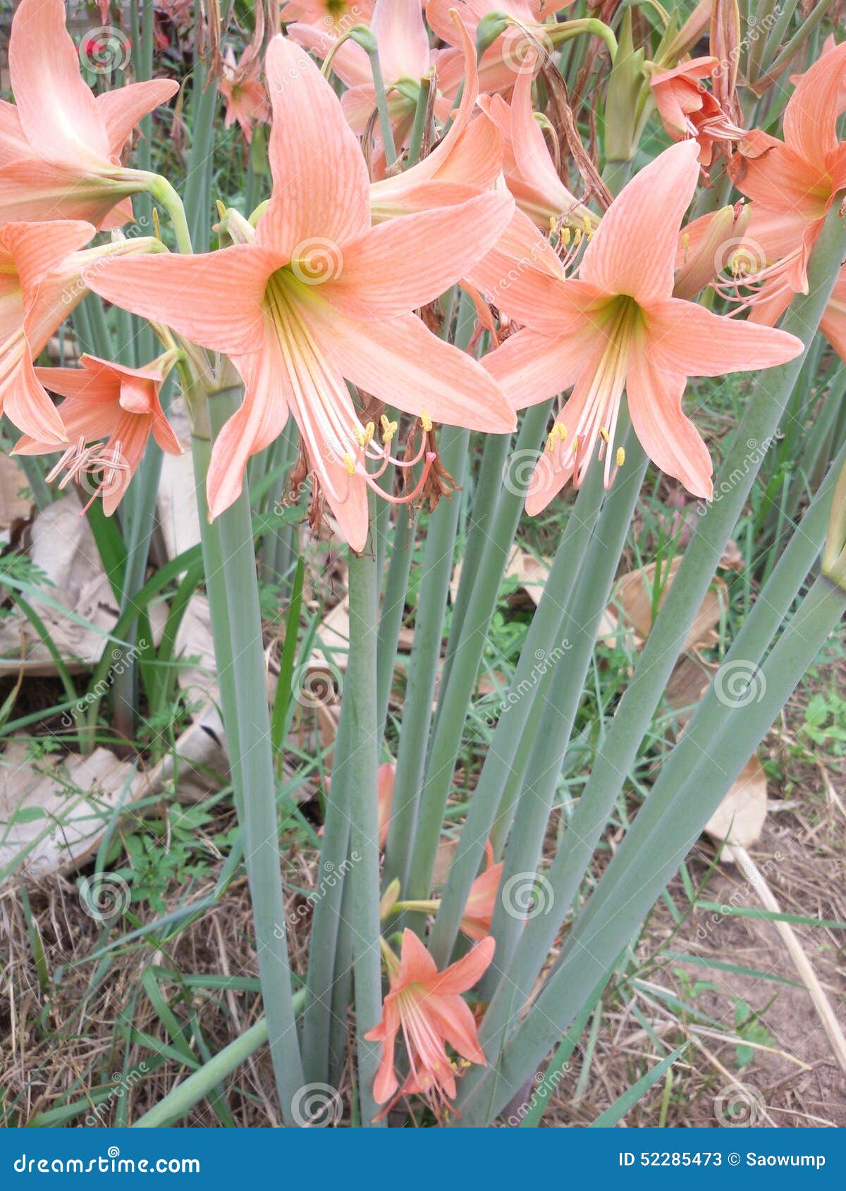 Hippeastrum Flower Garden Tree Stock Image - Image of flower, leaved ...
