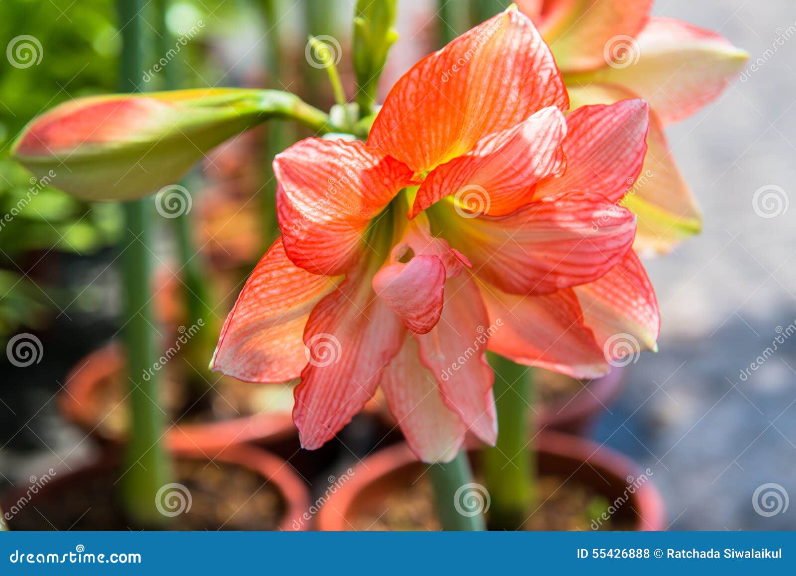 Hippeastrum flower stock photo. Image of colorful, perennial - 55426888