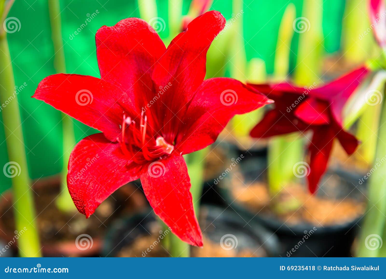 Hippeastrum flower stock photo. Image of colorful, amaryllis - 69235418
