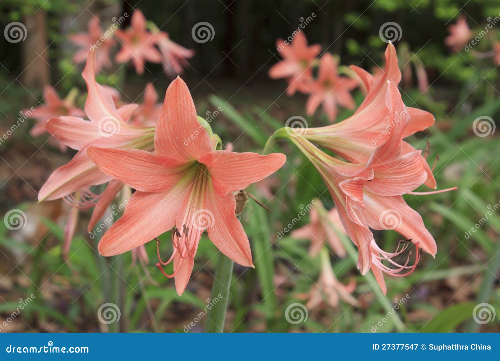 Hippeastrum Flowers stock image. Image of plant, leaf - 27377547