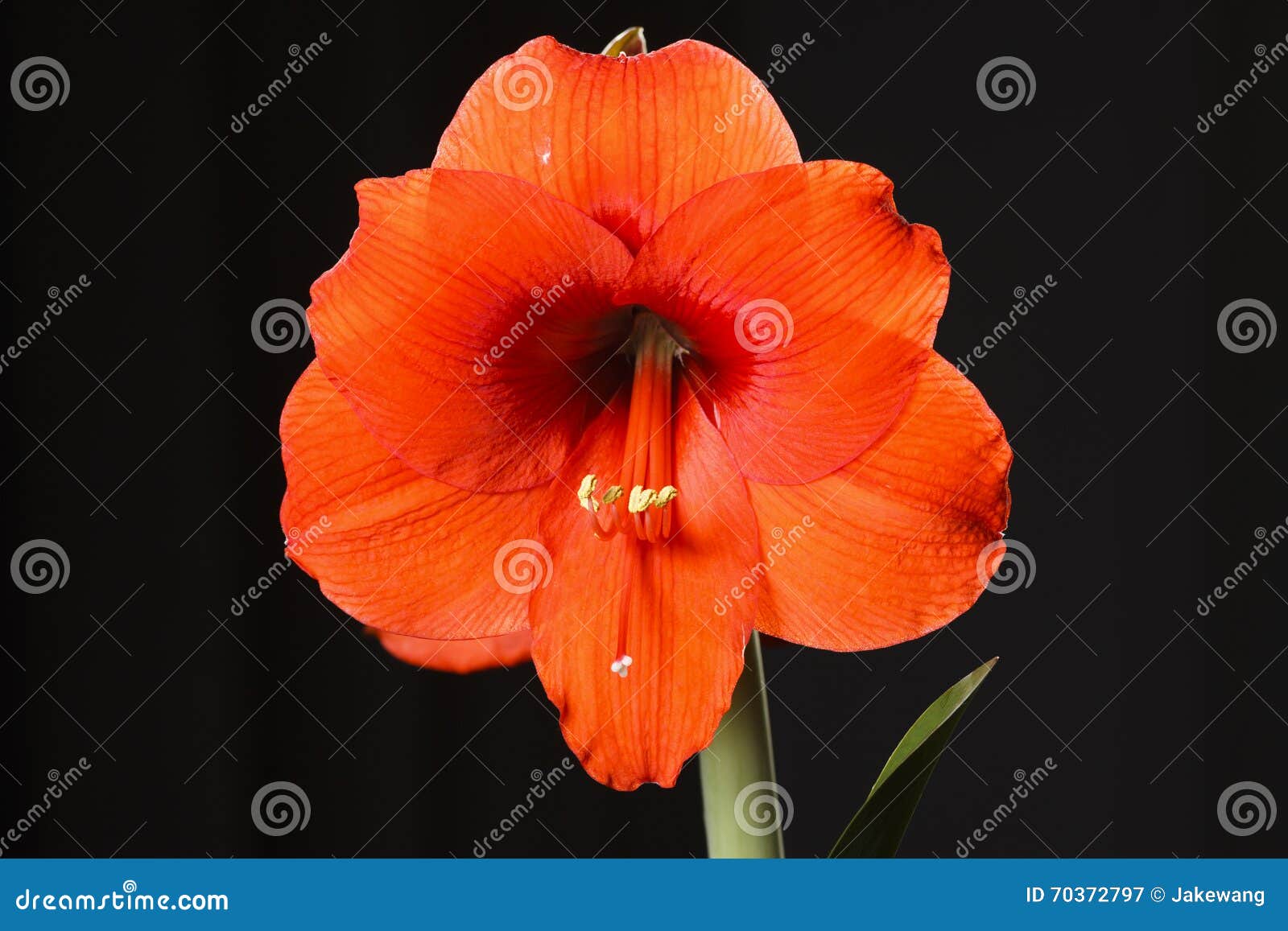 Hippeastrum stock image. Image of amaryllis, lily, stamen - 70372797