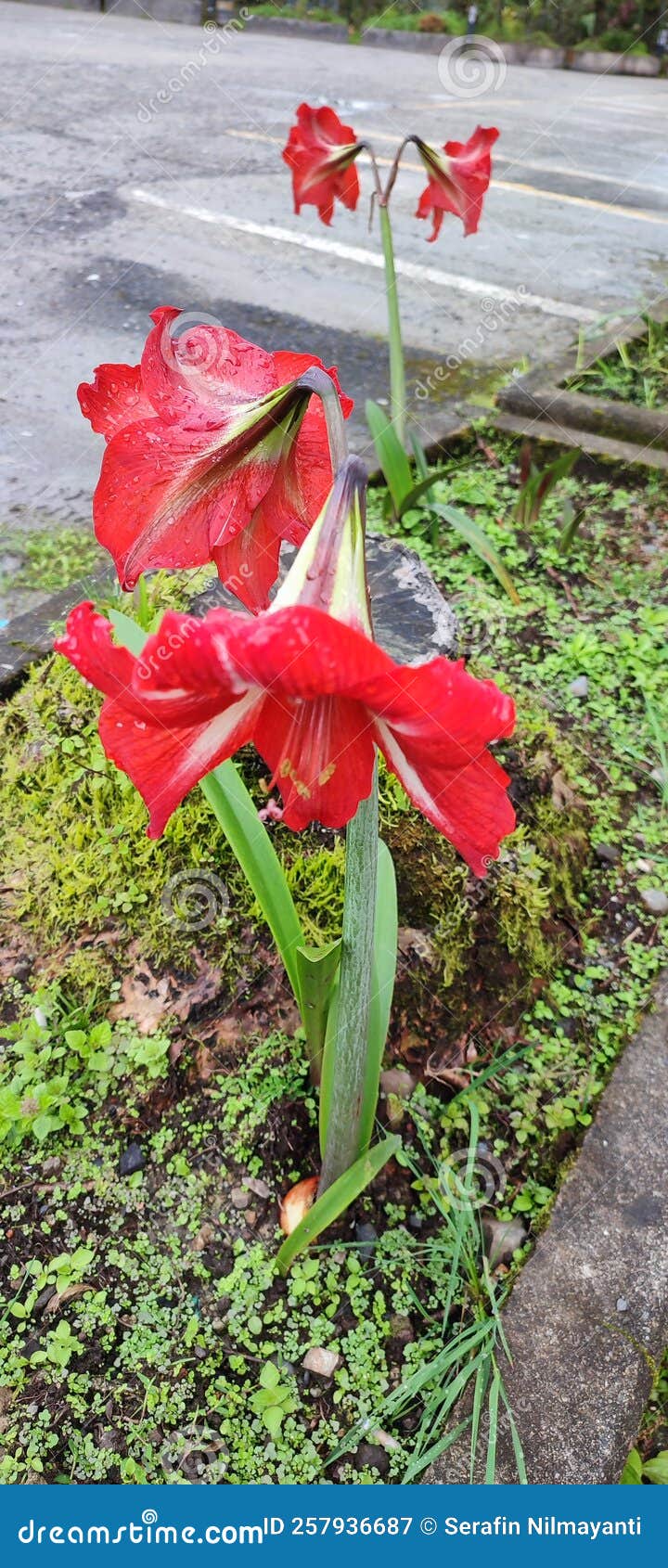 Hippeastrum Striatum or Striped Barbados Lily Plant Stock Image - Image ...