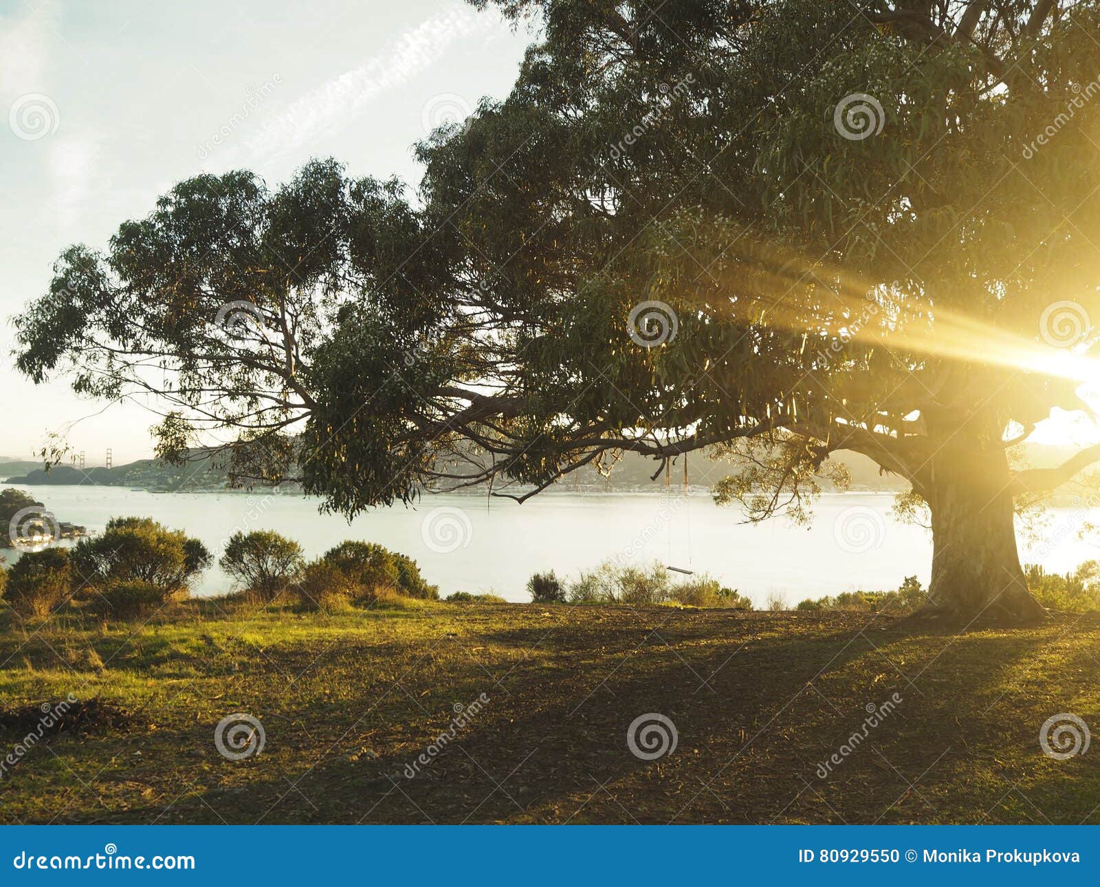 Hippie tree. stock photo. Image of hippie, castle, travel - 80929550