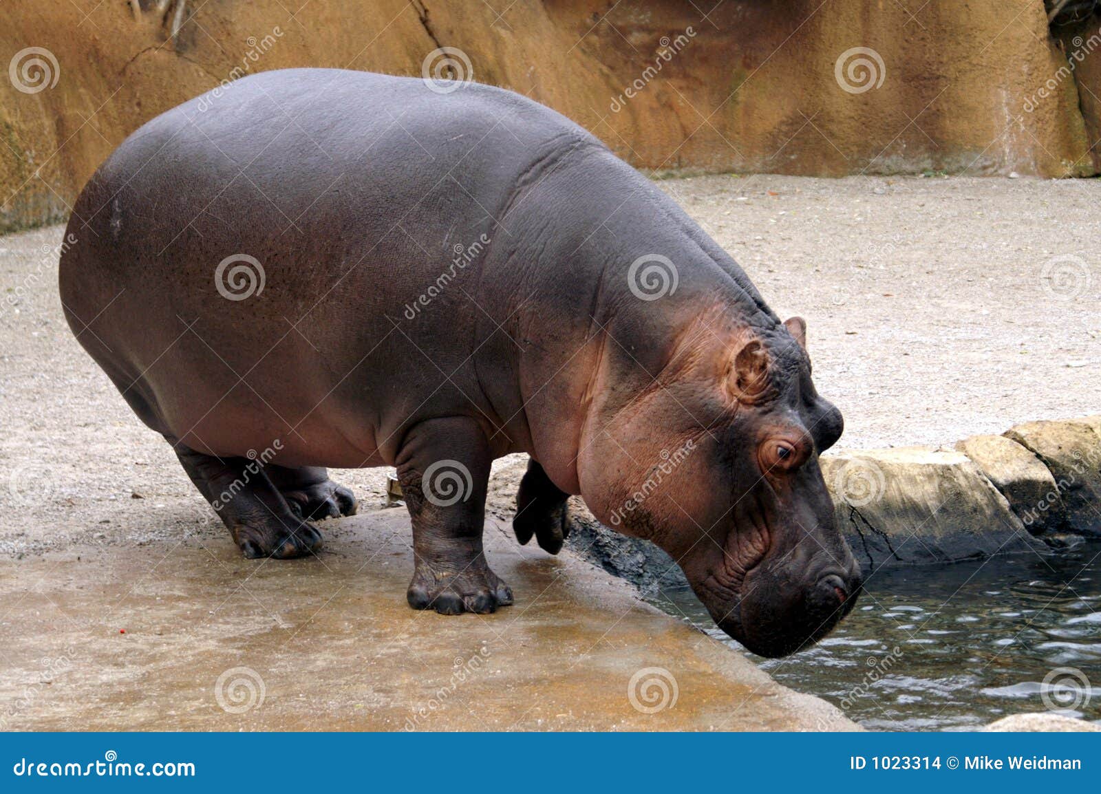 Hippo stock photo. Image of grey, huge, wild, africa, ugly - 1023314
