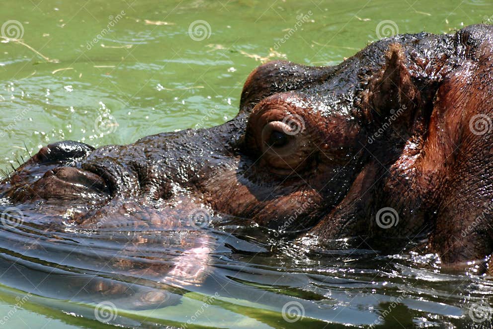 Hippo stock image. Image of eyelash, africa, jmphoto, glide - 1062743