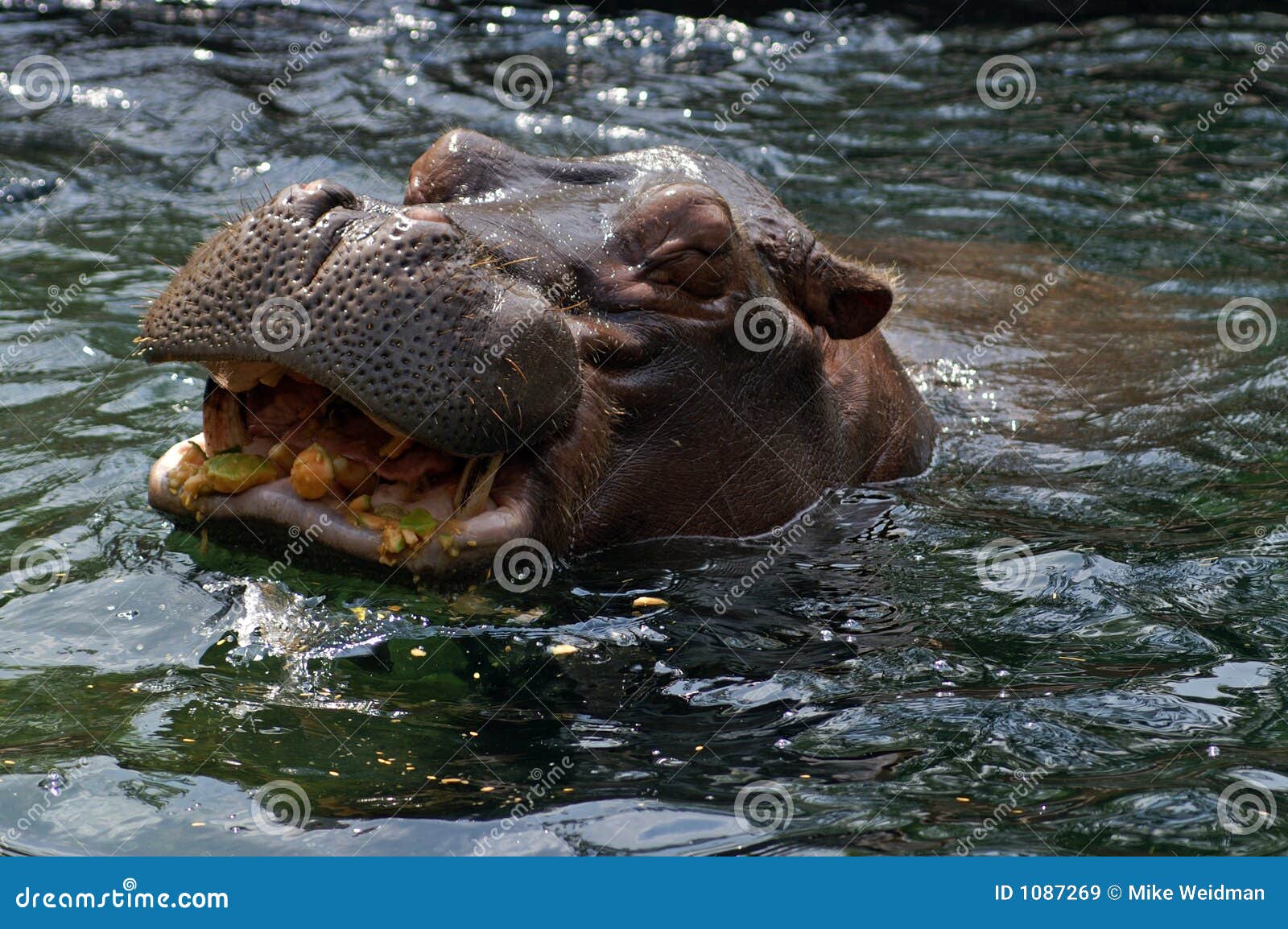 Hippo stock image. Image of huge, snout, wild, gray, hippo - 1087269