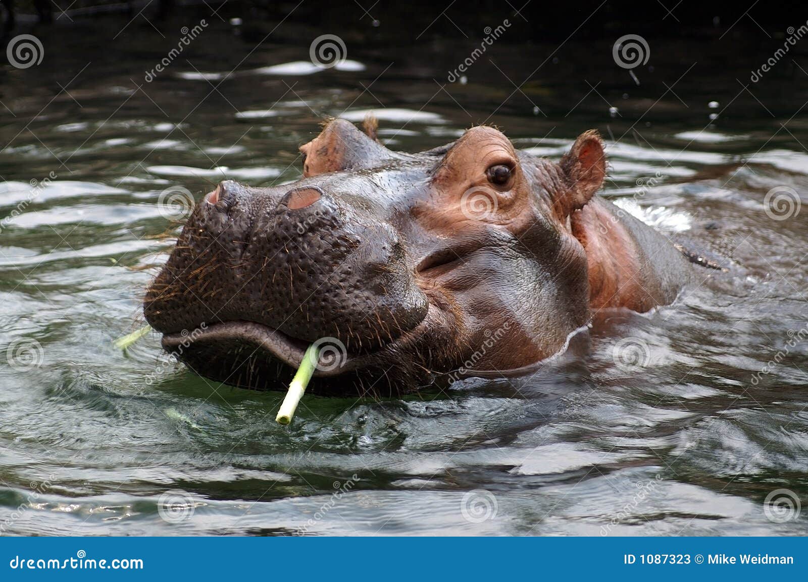Hippo stock image. Image of grey, hippo, ugly, hippopotamus - 1087323