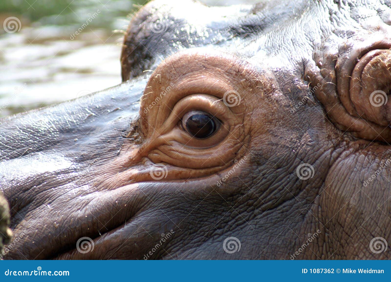 Hippo stock photo. Image of snout, hippopotamus, grey - 1087362