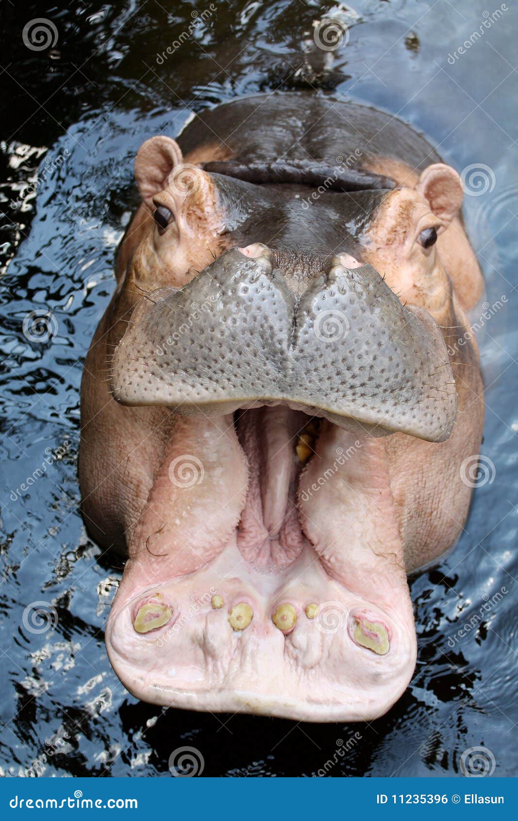 Hippo stock photo. Image of open, mouth, hippo, humgry - 11235396
