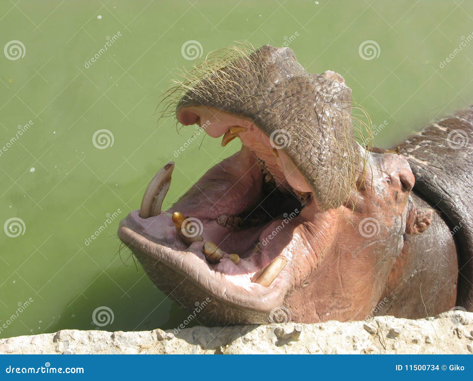 Hippo stock photo. Image of area, mouth, tusks, hungry - 11500734