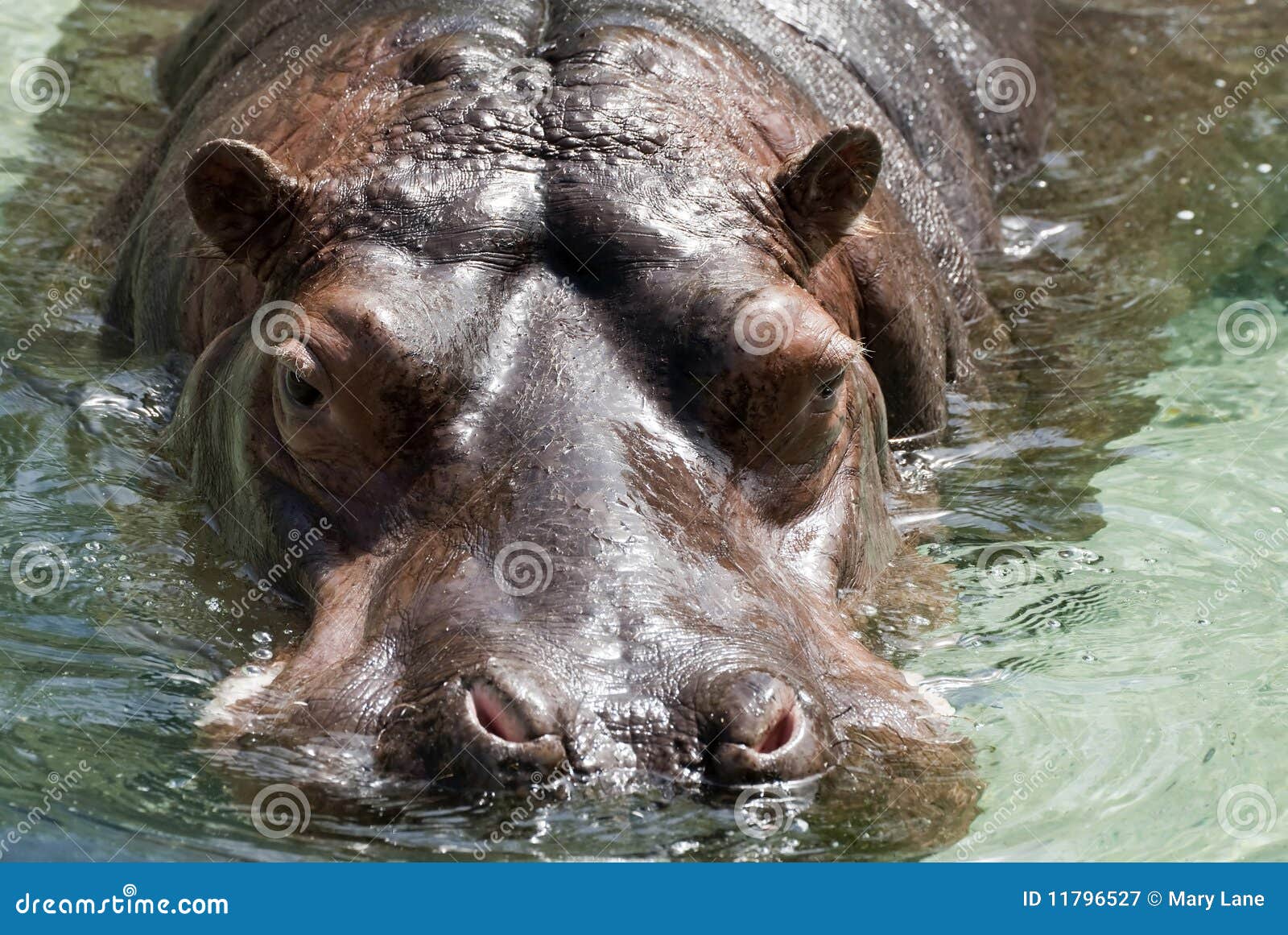 Hippo stock image. Image of african, wildlife, hippopotamus - 11796527