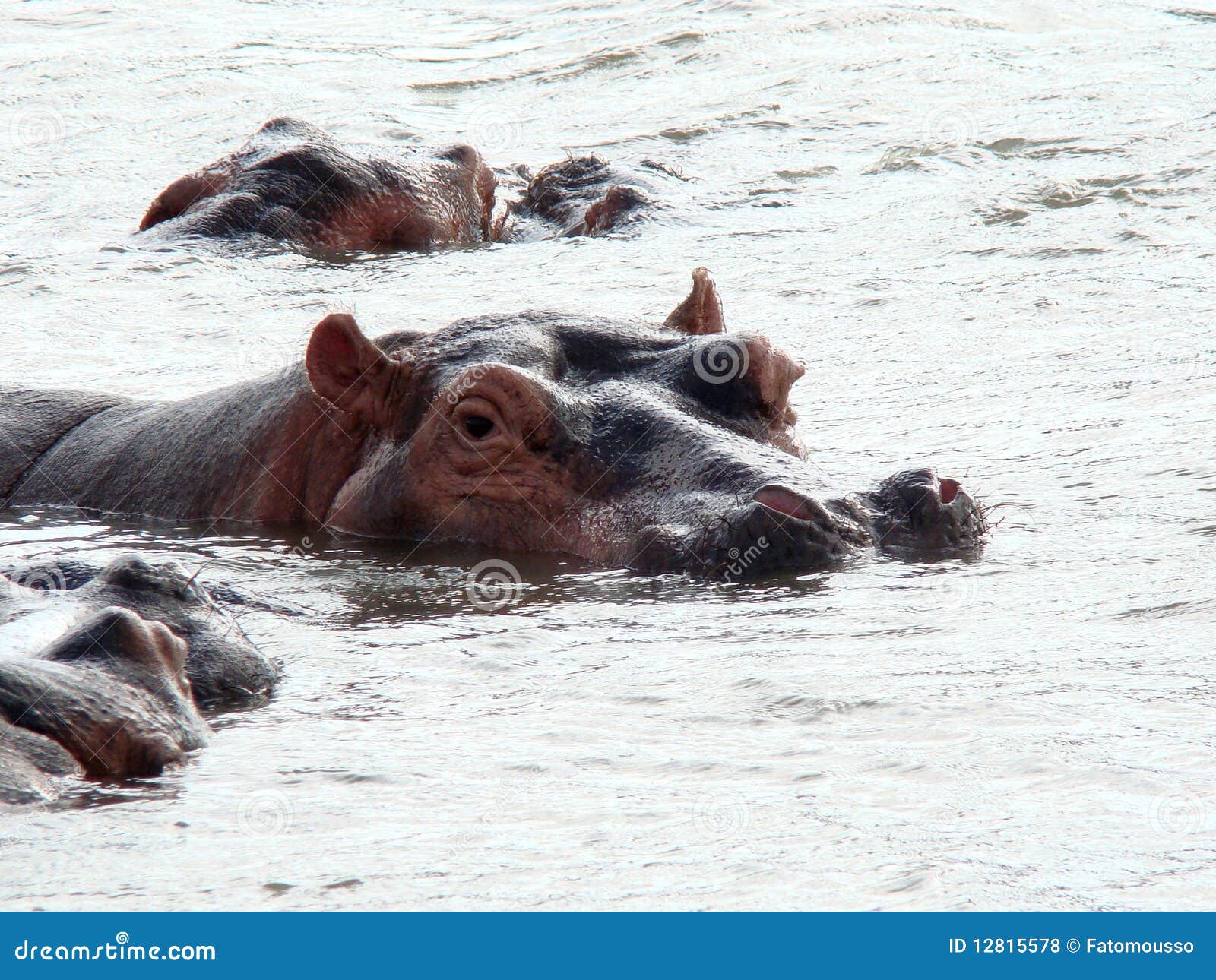 Hippo! stock photo. Image of ecology, conservation, animal - 12815578
