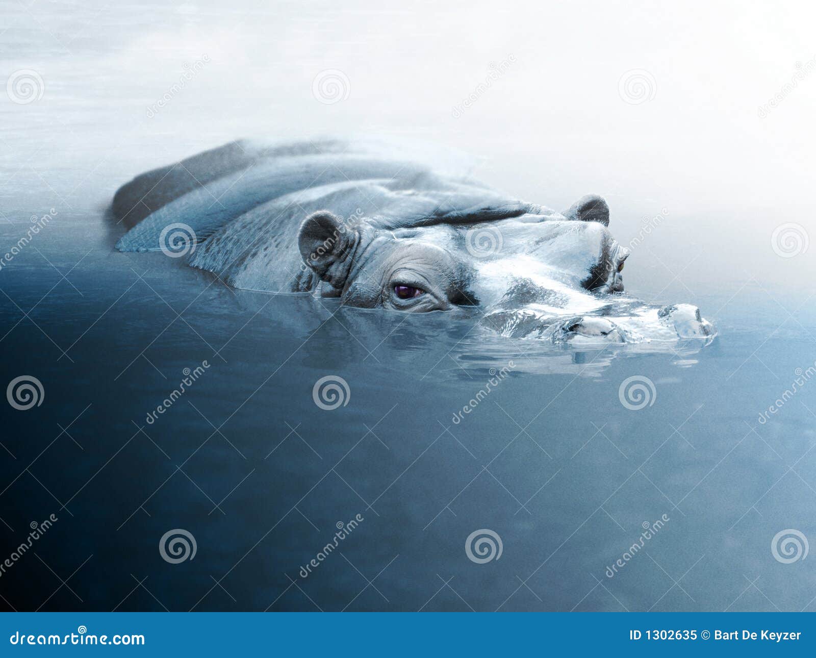Hippo stock image. Image of looking, heavy, wildlife, hippo - 1302635