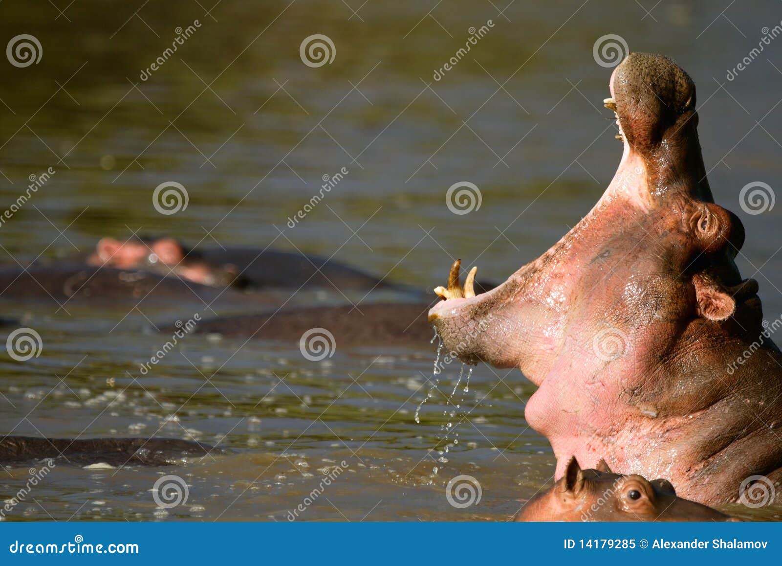 Hippo stock image. Image of national, serengeti, mammal - 14179285