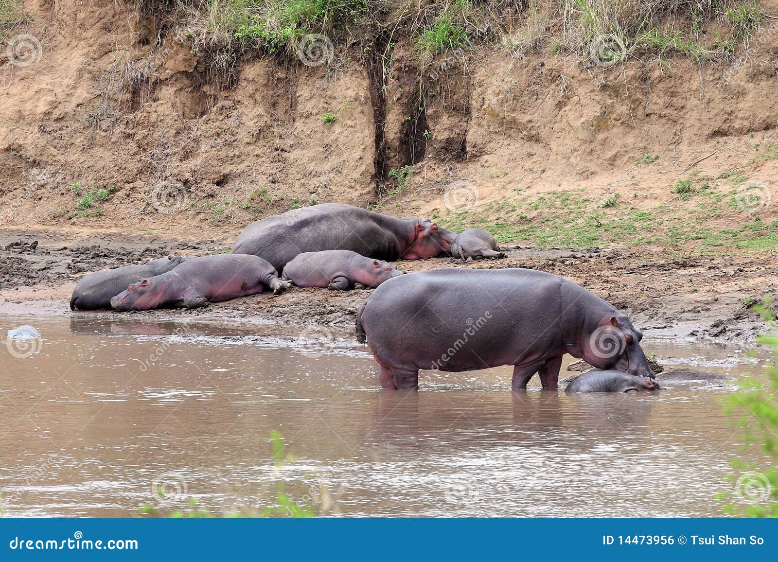 Hippo stock photo. Image of mammals, mara, national, wild - 14473956