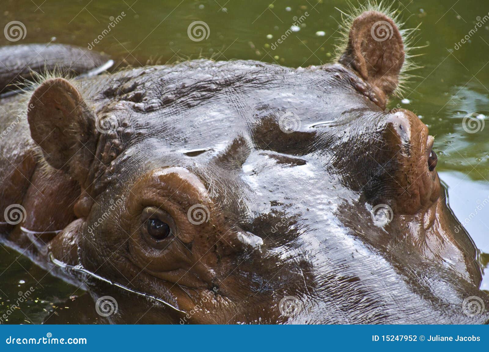 Hippo stock photo. Image of smiling, screen, ears, claw - 15247952