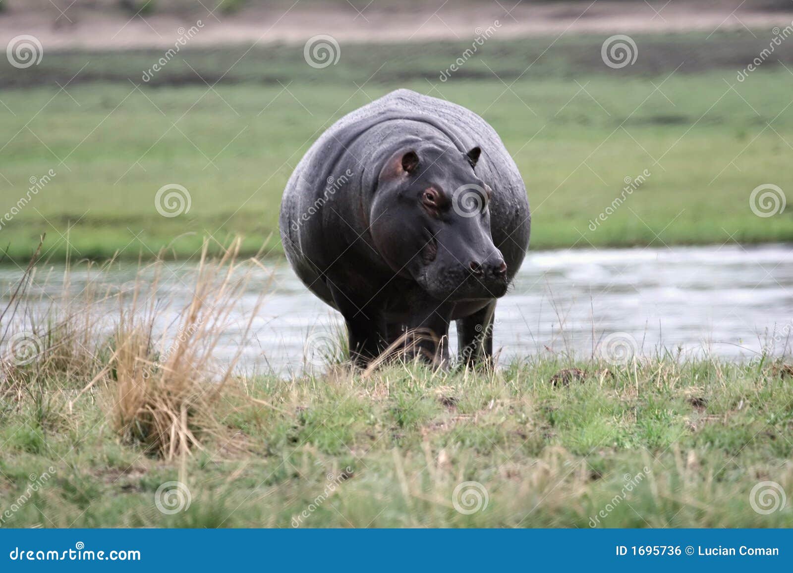 Hippo stock photo. Image of beast, endangered, african - 1695736