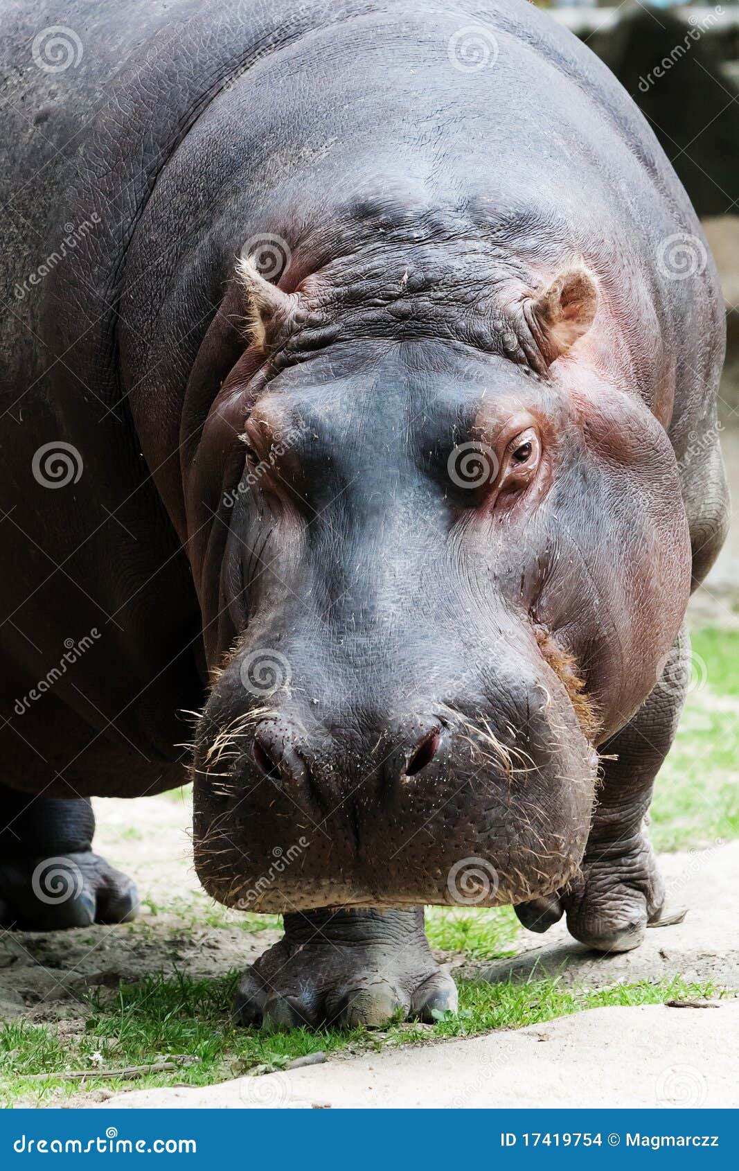 Hippo stock photo. Image of standing, large, hippo, hippopotamus - 17419754