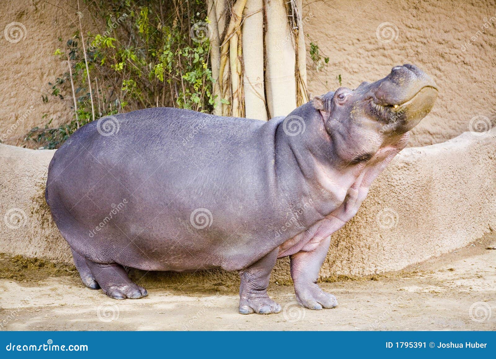 Fat Baby Hippo