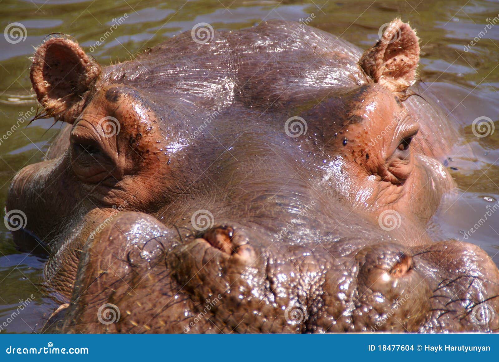 Hippo stock photo. Image of mammal, hippo, hairless, amphibius - 18477604