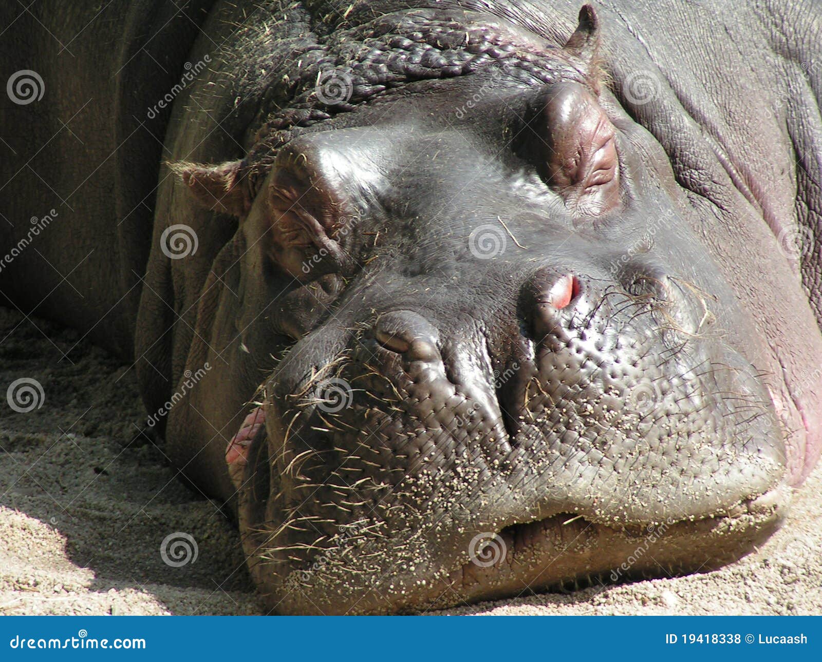 Hippo stock photo. Image of ears, details, water, great - 19418338