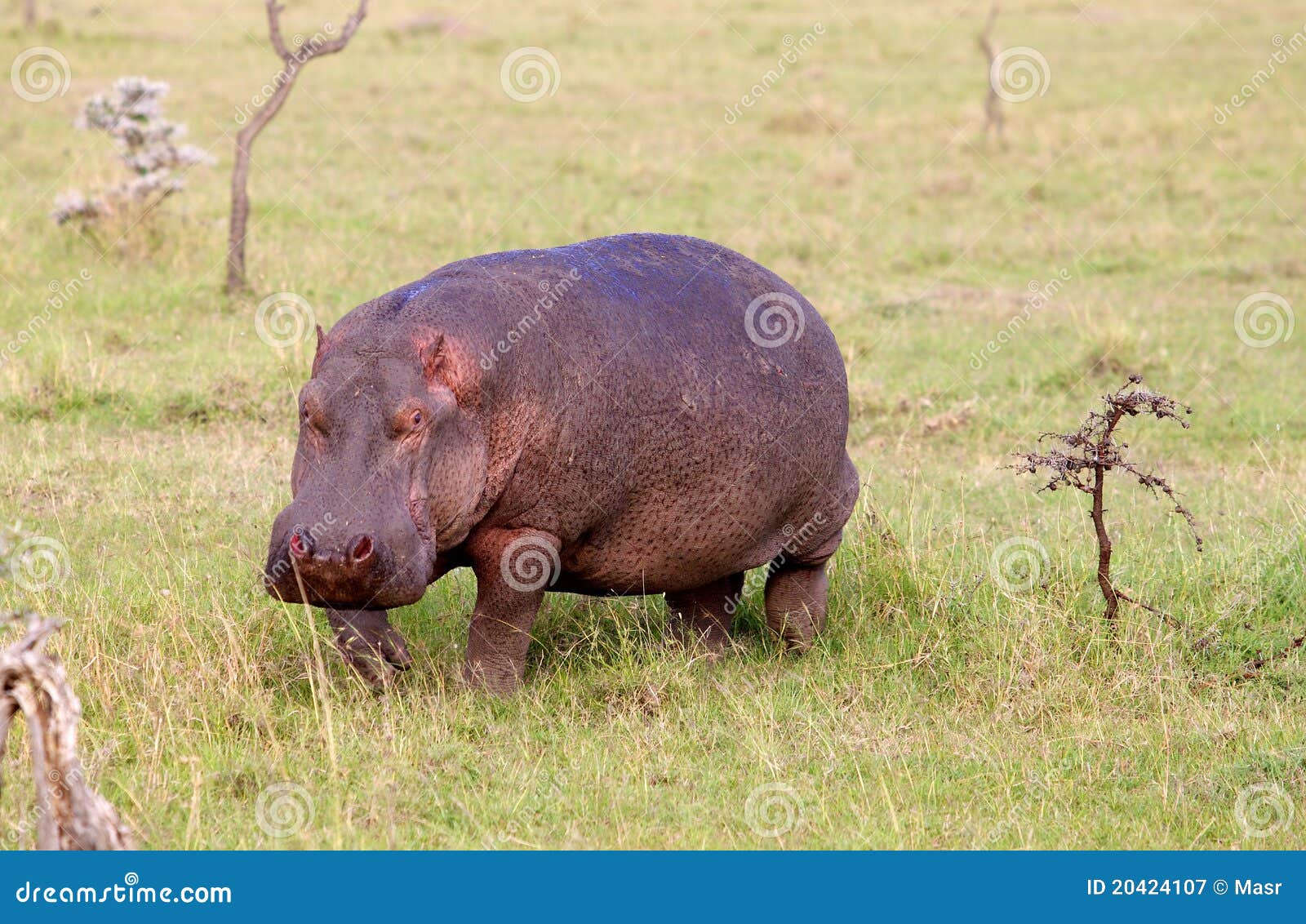 Hippo stock image. Image of grass, reserve, drive, park - 20424107