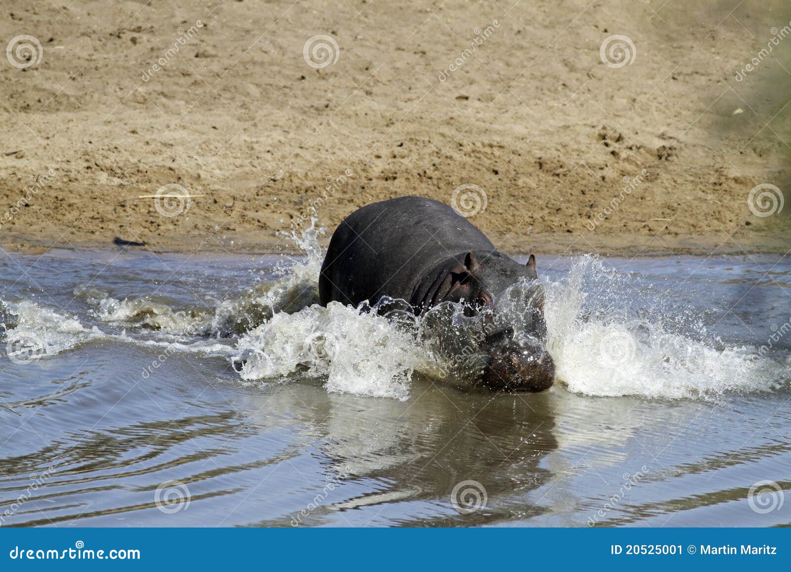 Hippo stock image. Image of surfacing, africa, water - 20525001
