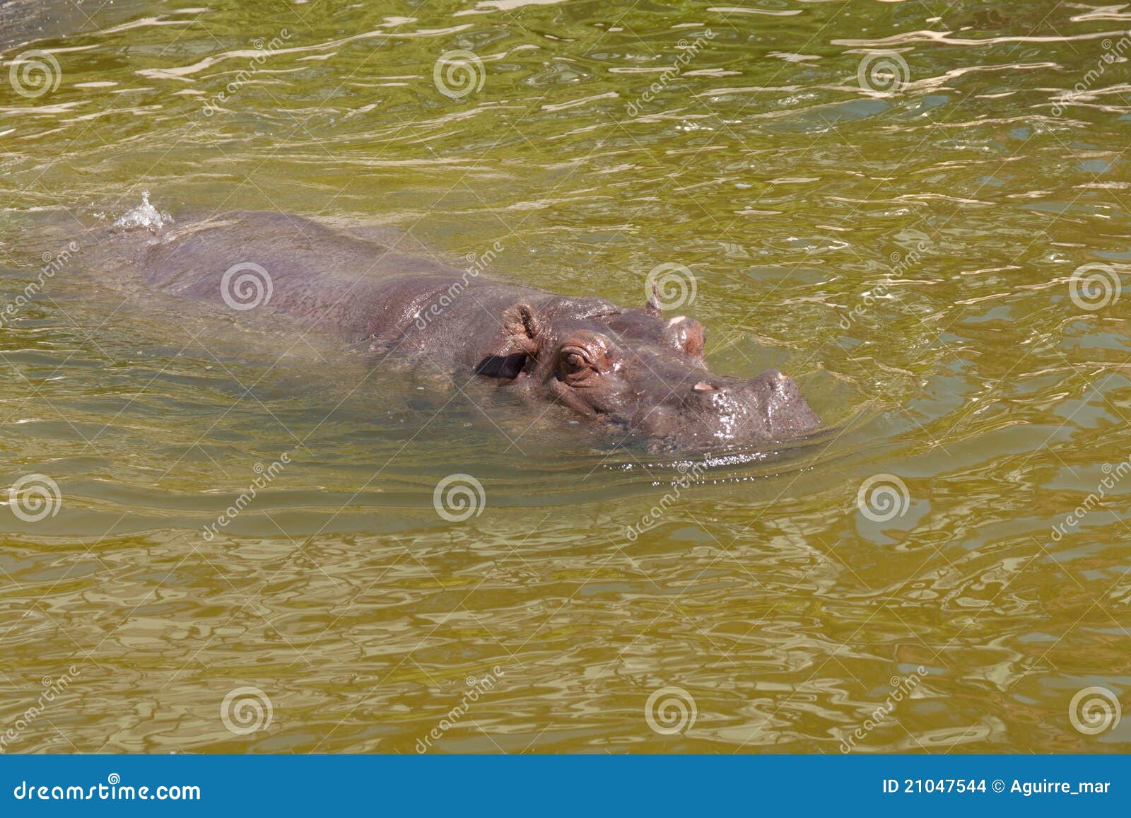 Hippo stock photo. Image of happy, play, massive, colors - 21047544