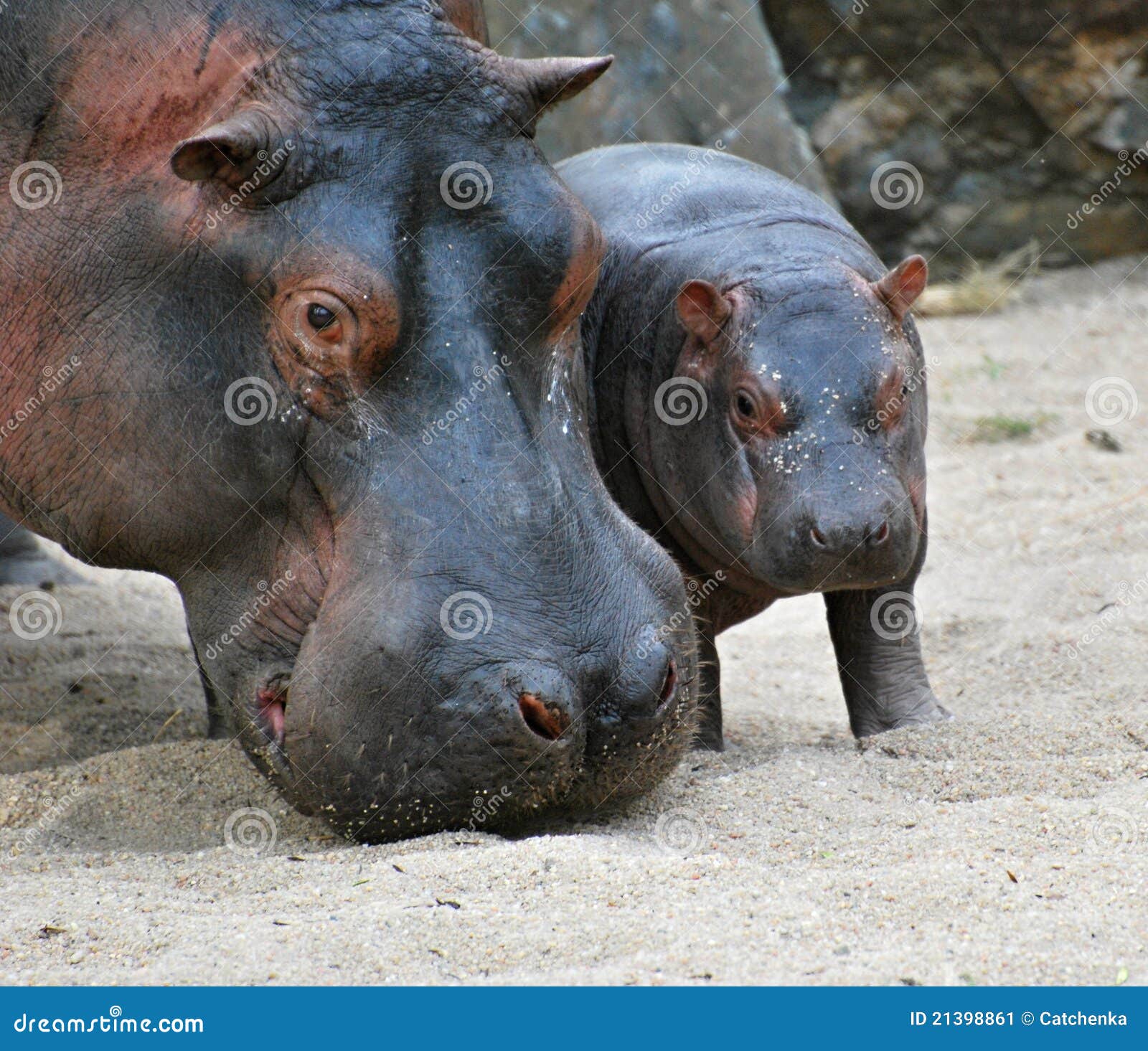 Hippo stock image. Image of hippo, captivity, love, large - 21398861