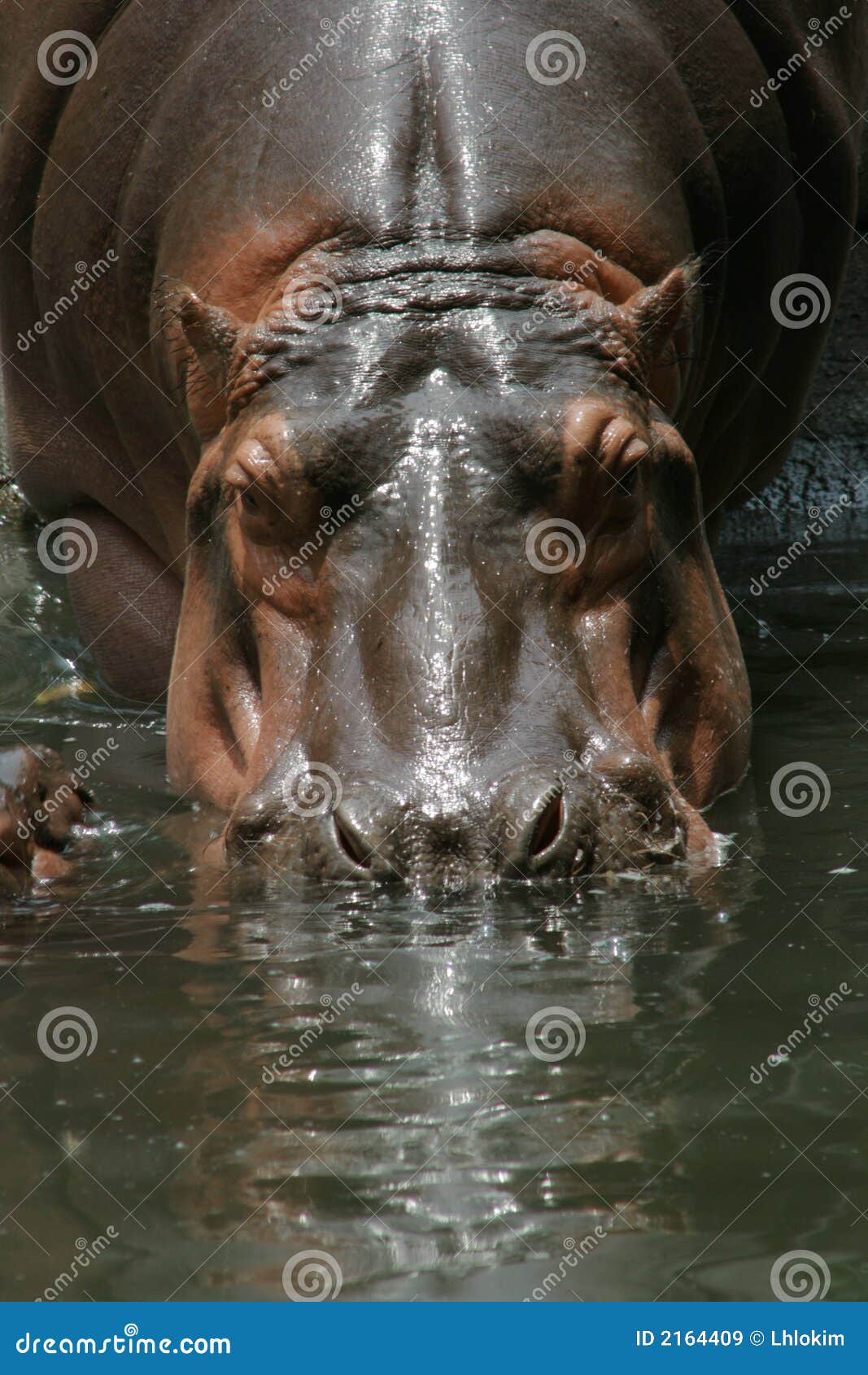 HIPPO stock image. Image of wildlife, protection, zoology - 2164409