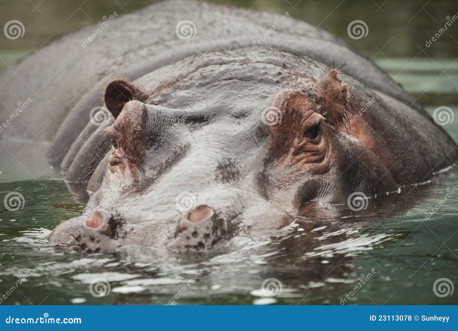 Hippo With Cub Royalty-Free Stock Photo | CartoonDealer.com #3510381