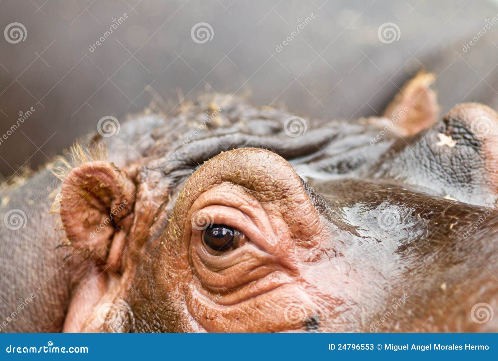 Hippo stock image. Image of herbivore, mammal, eyes, wildlife - 24796553