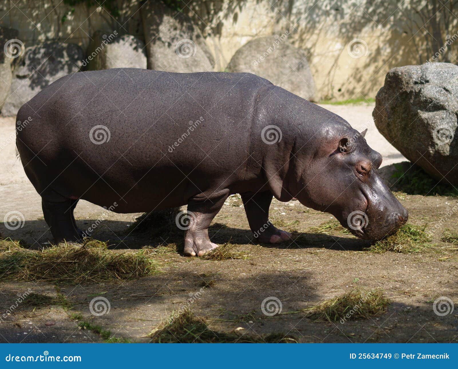 Hippo stock image. Image of standing, stand, feeding - 25634749