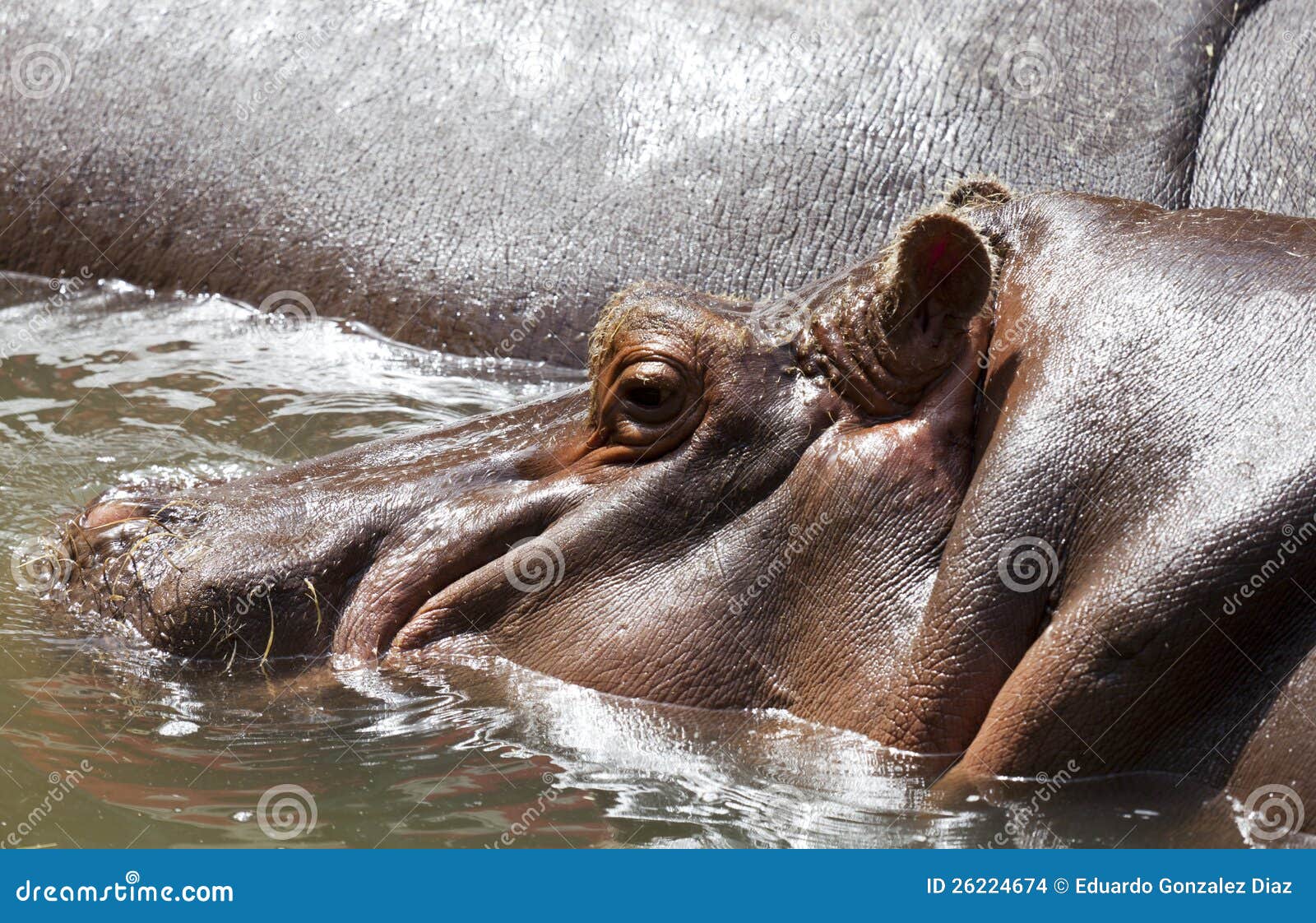 Hippo stock photo. Image of animal, hippo, mammal, hippopotamus - 26224674