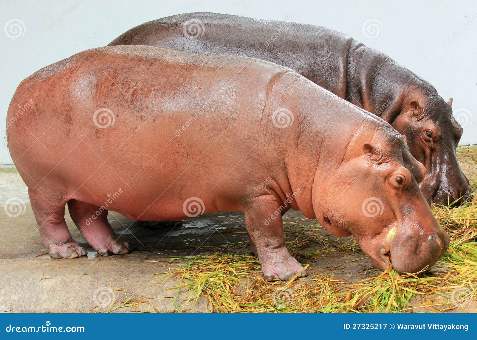 Hippo stock image. Image of living, wild, mammal, wildlife - 27325217