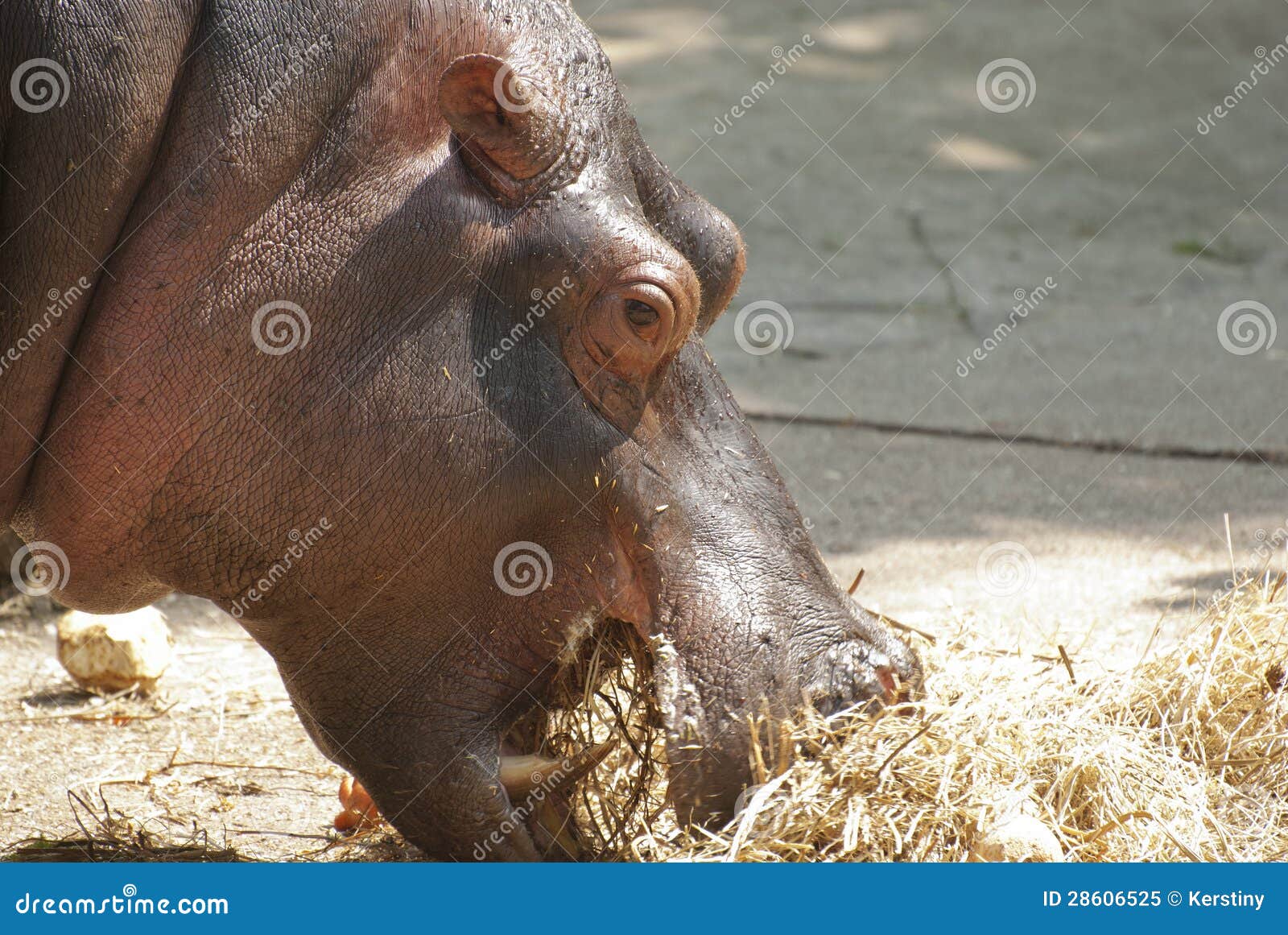 Hippo stock image. Image of mammal, pretty, stocky, vertebrate - 28606525