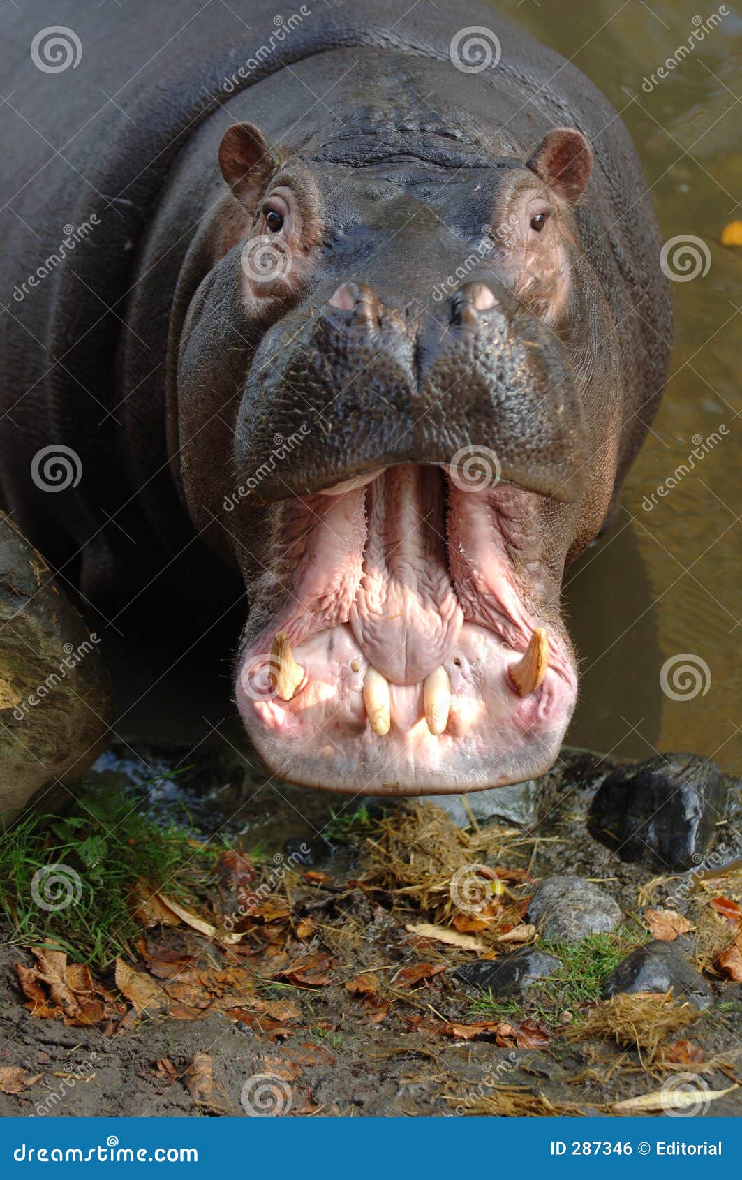 Hippo stock photo. Image of eyes, hippopotamus, closeup - 287346