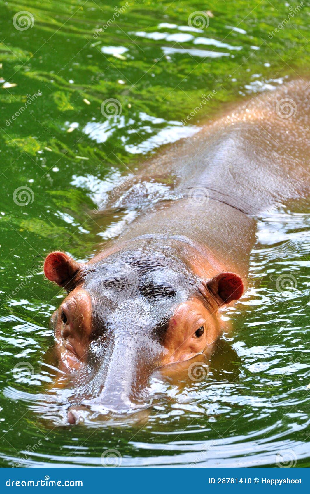 Hippo stock photo. Image of river, mammal, hippo, bath - 28781410