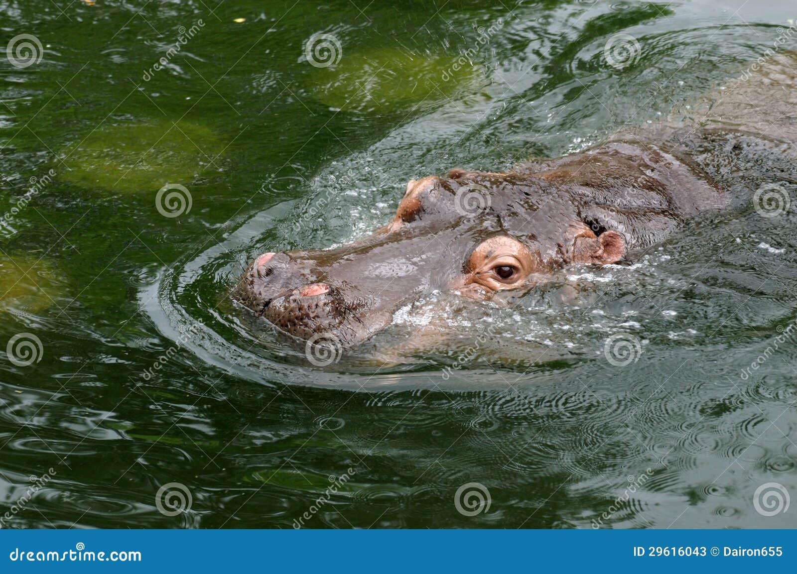 Hippo Floats In Water Stock Photography | CartoonDealer.com #165354986