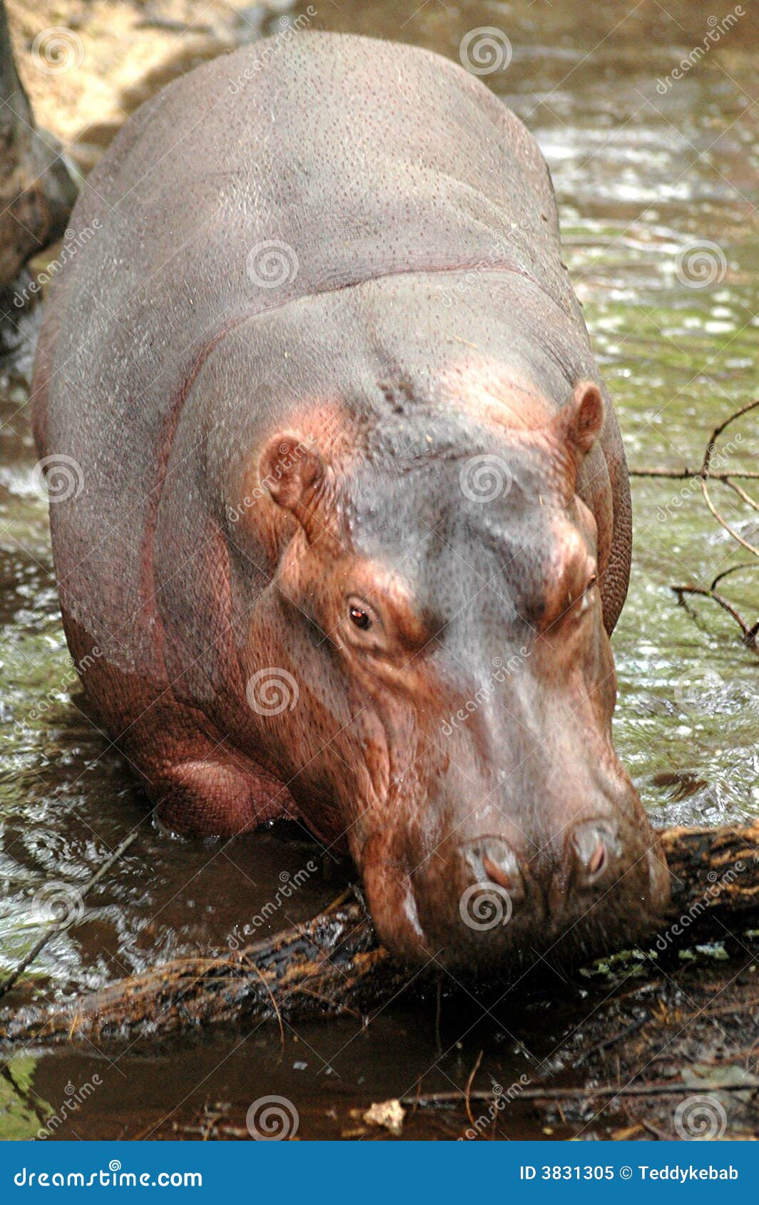Hippo stock image. Image of full, river, hean, mammal - 3831305