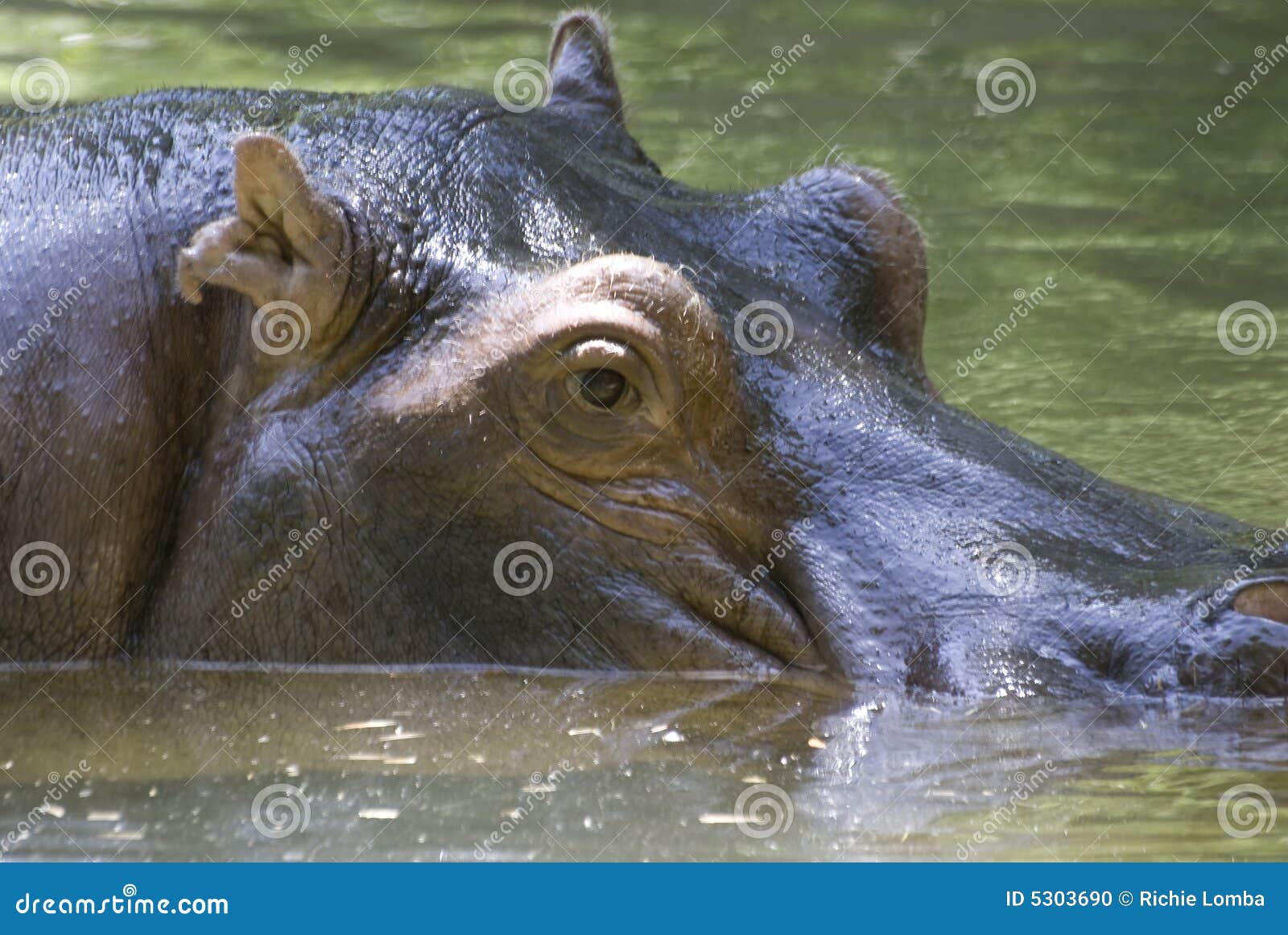 Hippo stock photo. Image of huge, heavy, hippo, pond, mammal - 5303690