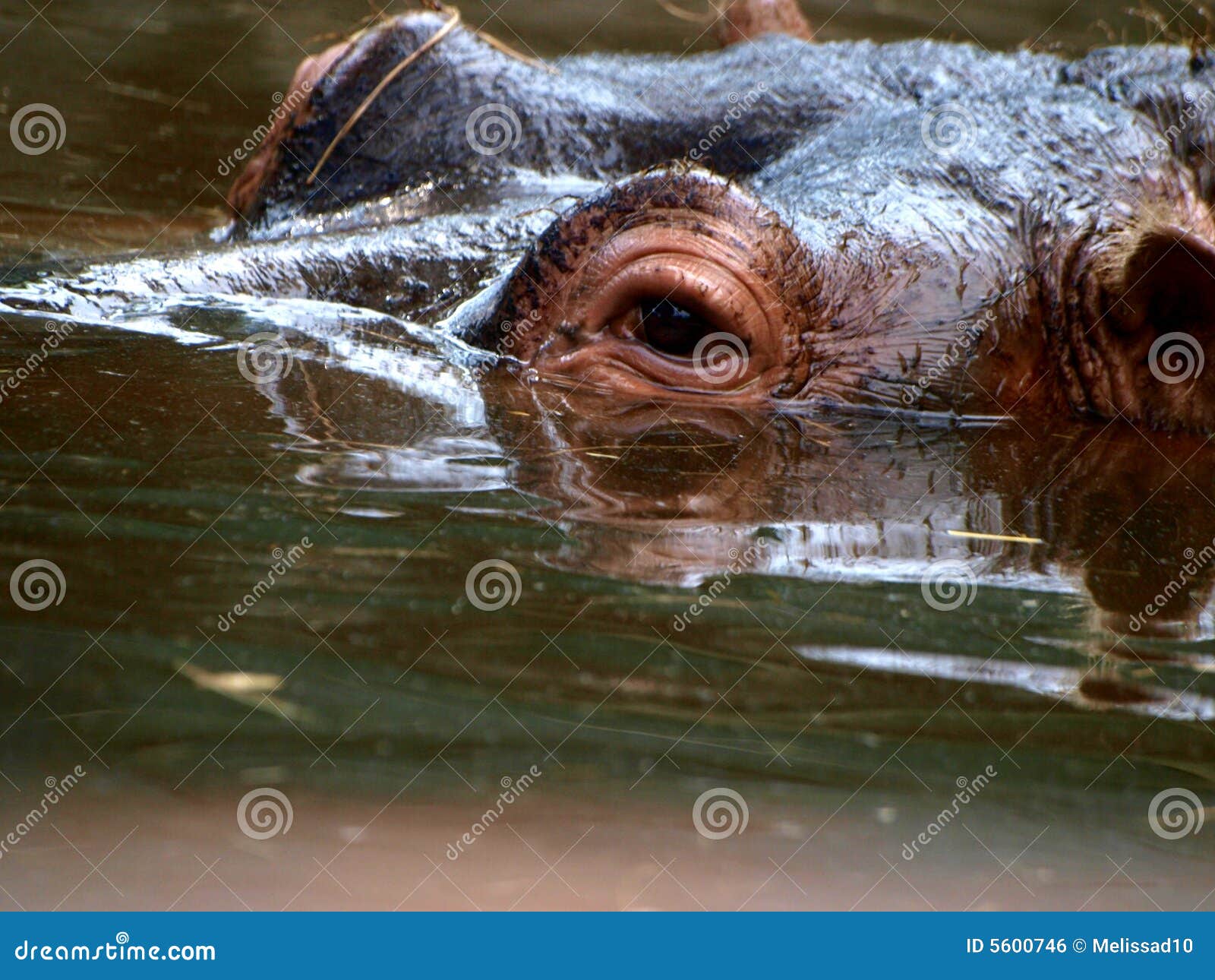 Hippo stock photo. Image of huge, eyes, wade, mammal, hippopotamus ...