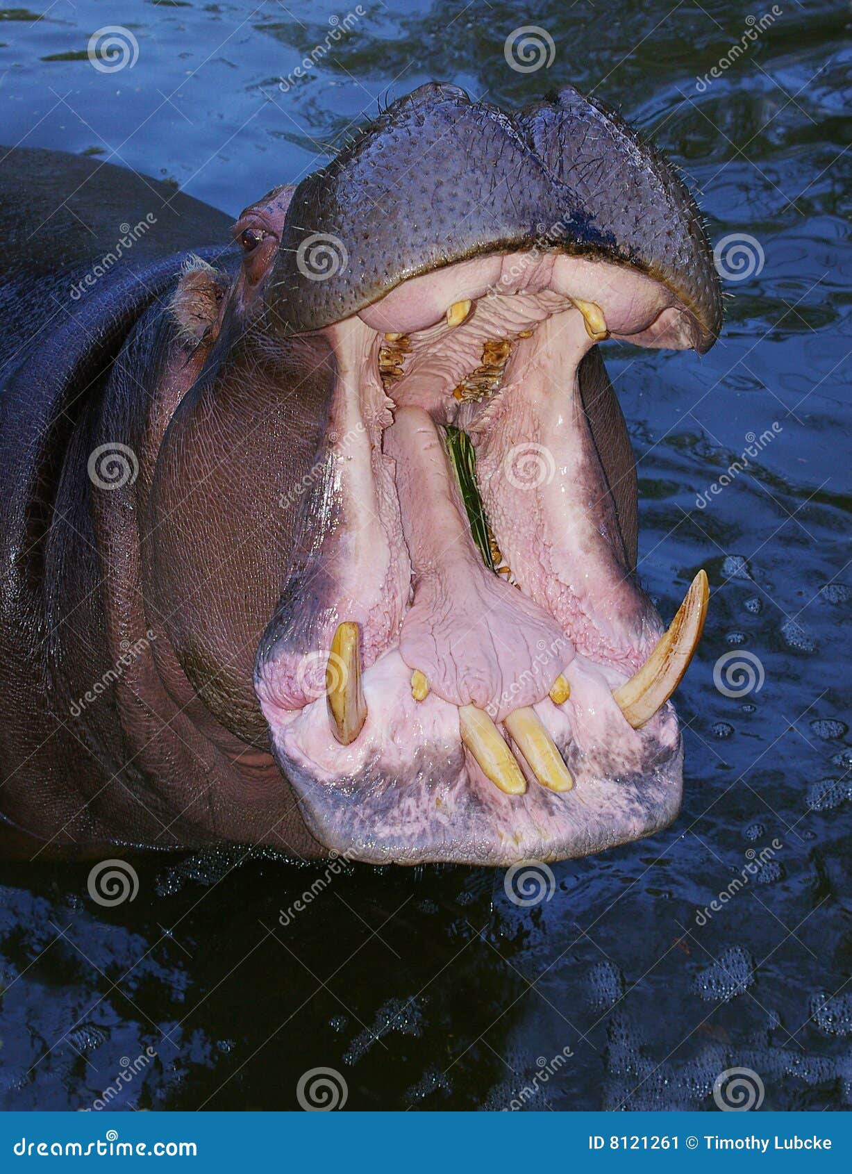 Hippo stock image. Image of nature, teeth, tongue, tusks - 8121261