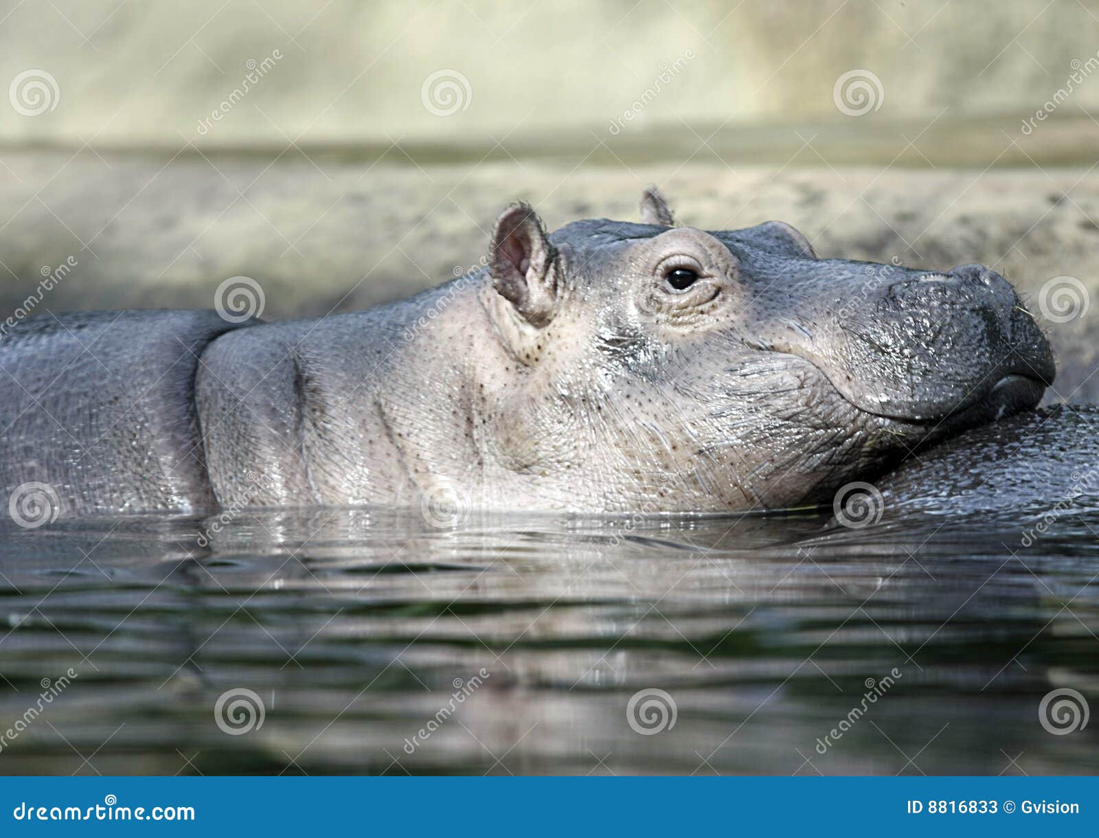 Hippo stock image. Image of hippopotamus, zoology, exotic - 8816833