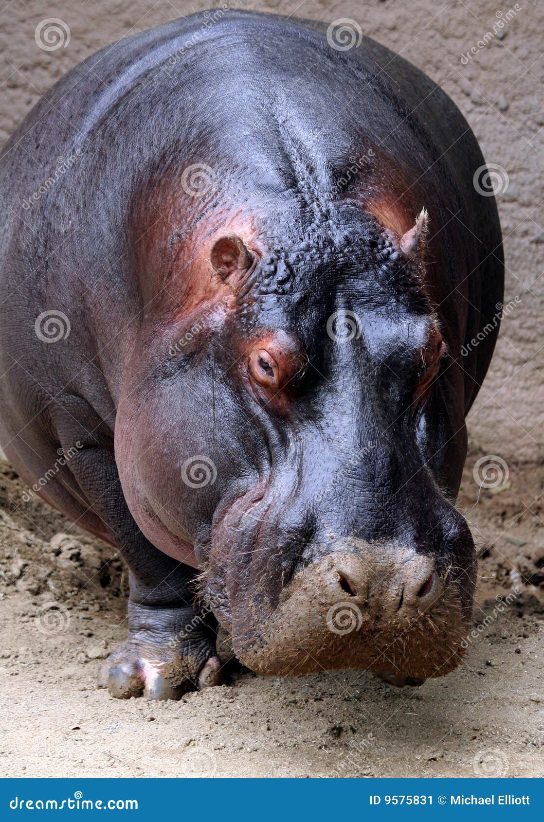 Hippo stock image. Image of lake, standing, wild, happy - 9575831