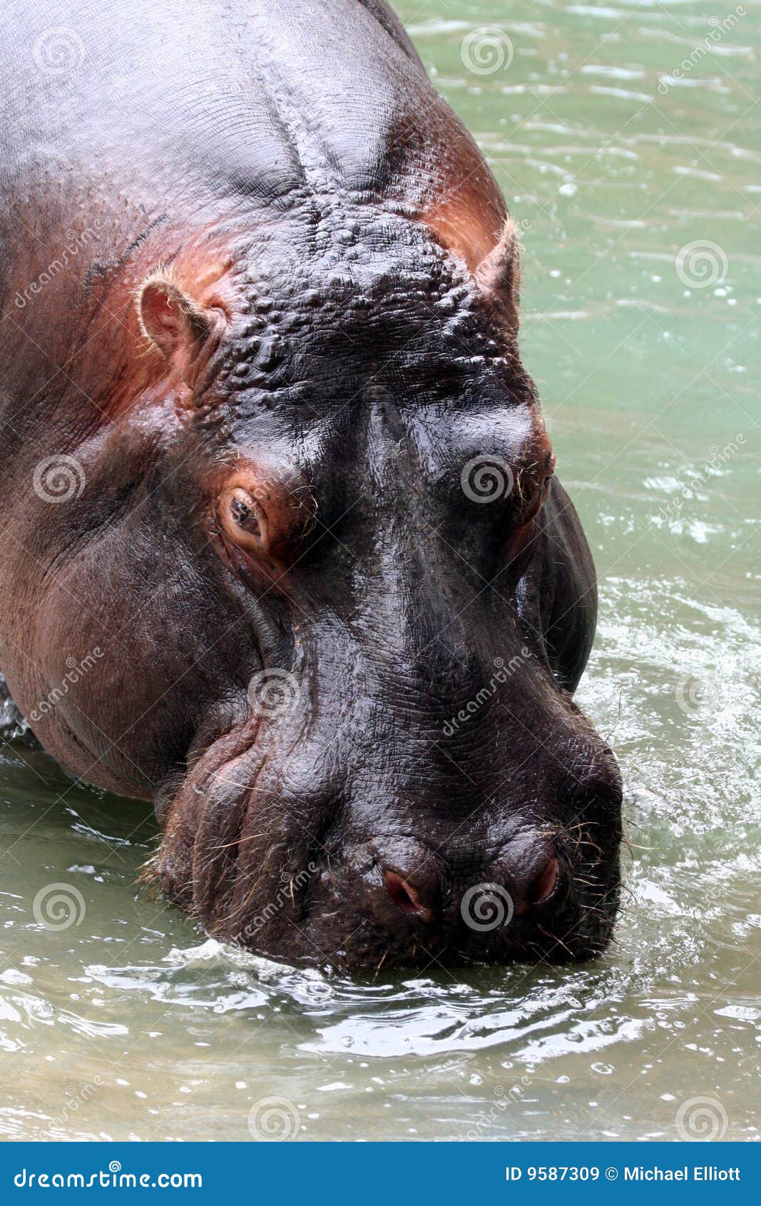 Hippo stock image. Image of hippo, smile, africa, dangerous - 9587309