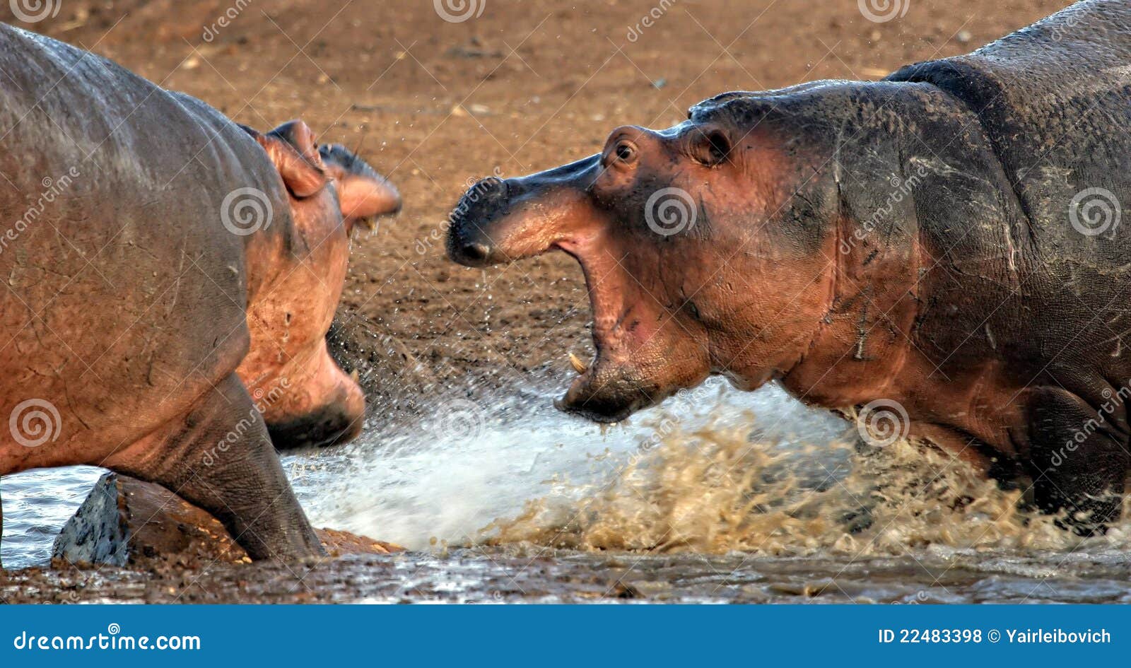 Hippo aggression stock photo. Image of male, charging - 22483398