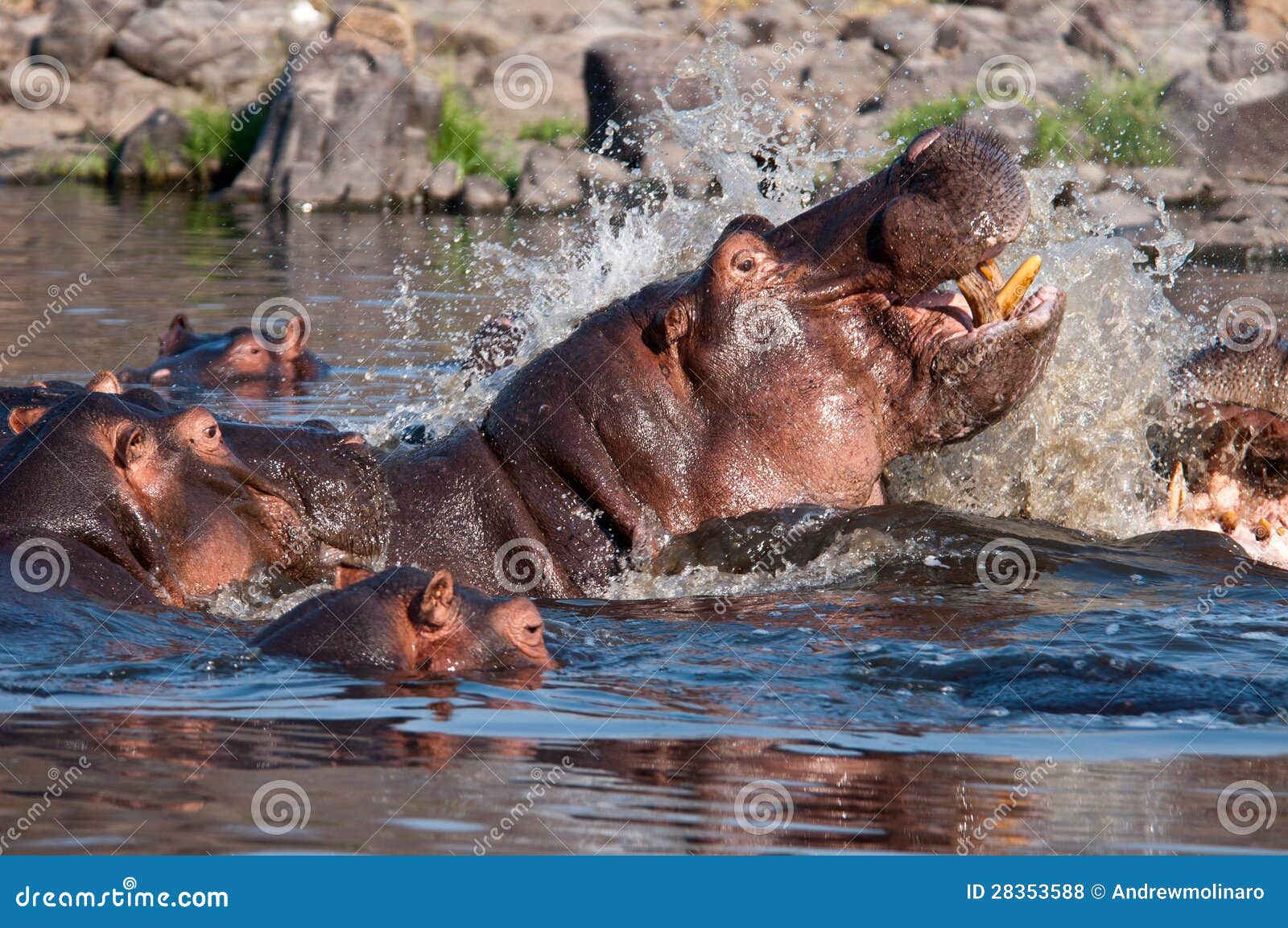 Hippo aggression stock photo. Image of massive, killer - 28353588