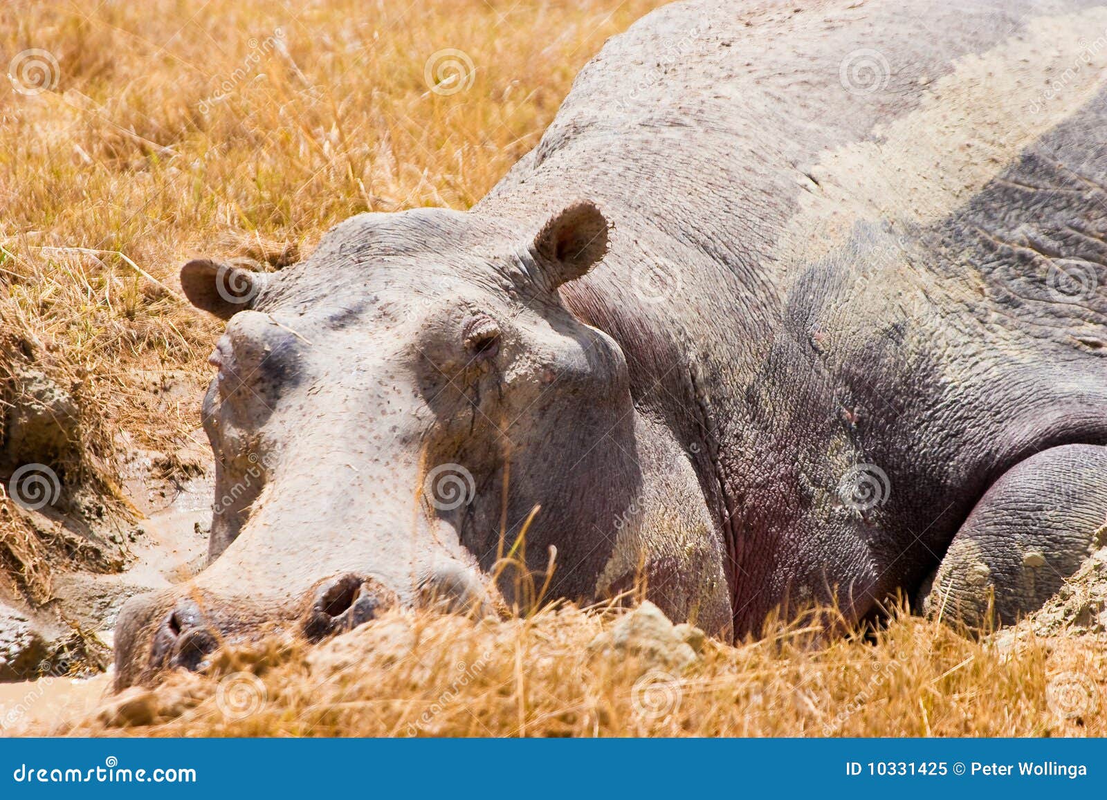 Hippo Animal Lying in the Mud Stock Image - Image of eyes, herbivore ...